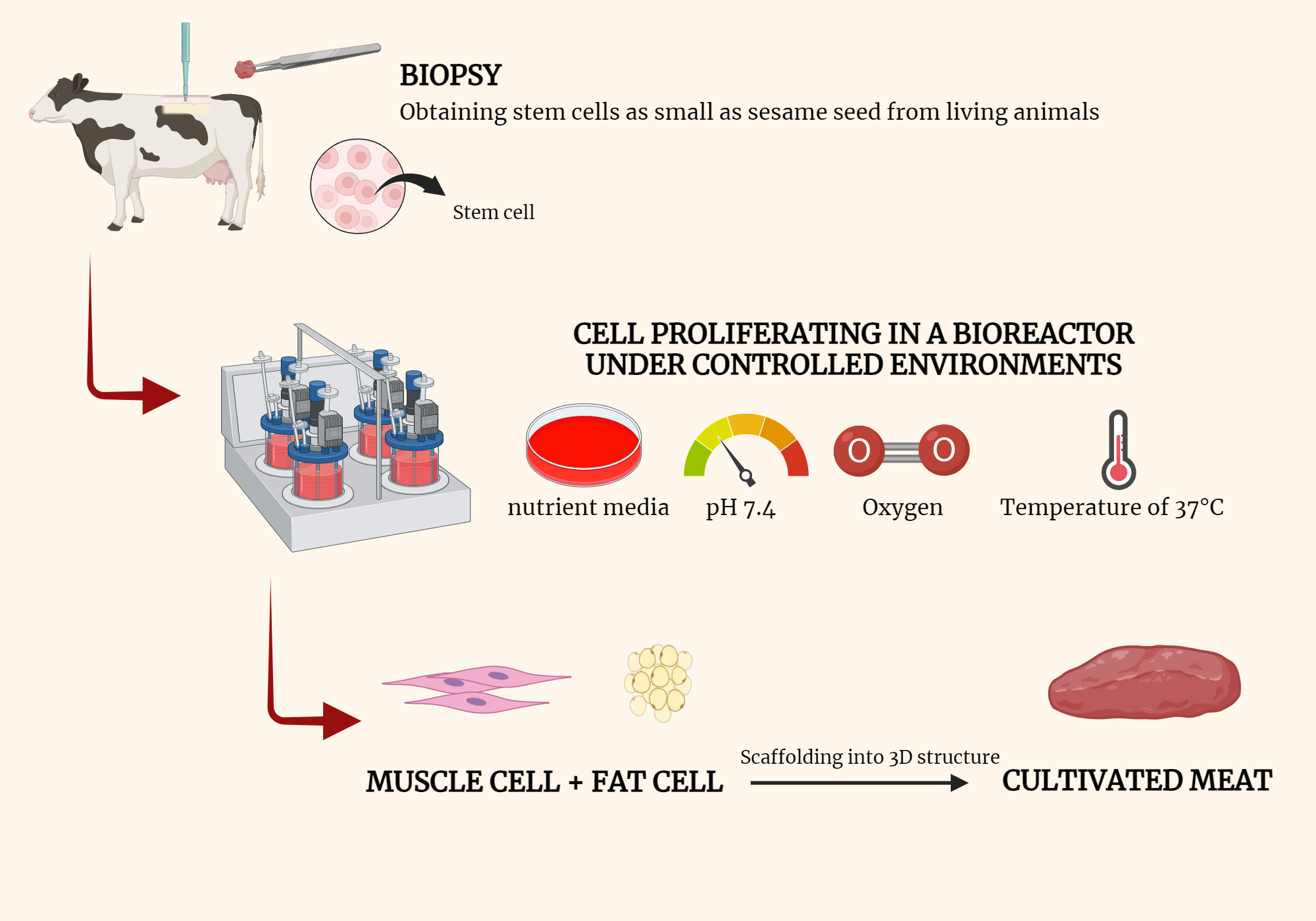The process of growing cell cultivated meat | BioRender Science Templates