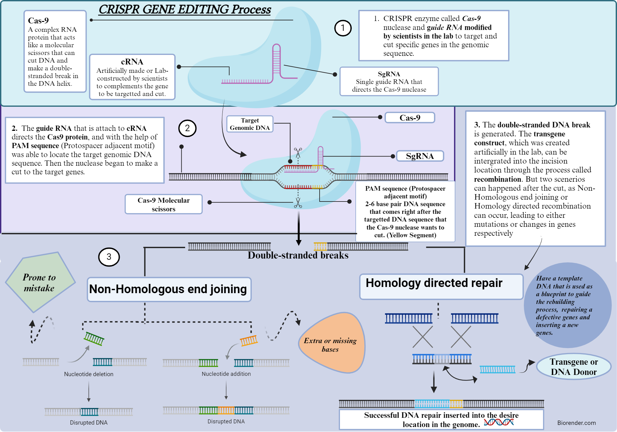 CRISPR-Cas9 Gene Editing Process | BioRender Science Templates CRISPR-Cas9 Gene Editing Process | BioRender Science Templates