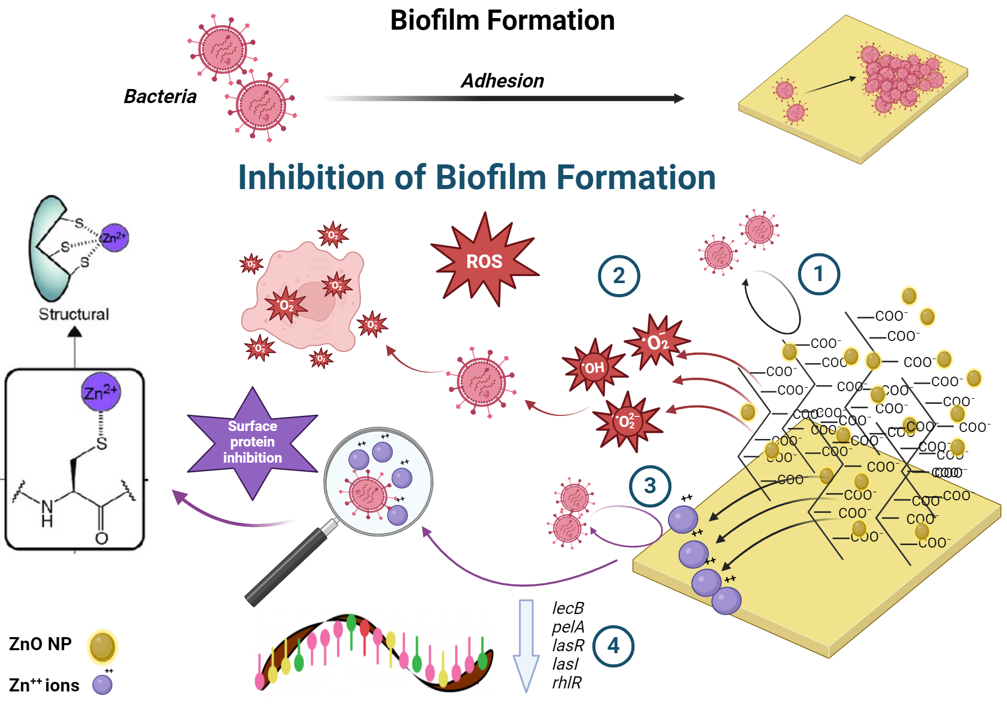 Schematic diagram illustrating the potential anti-adherence mechanisms ...