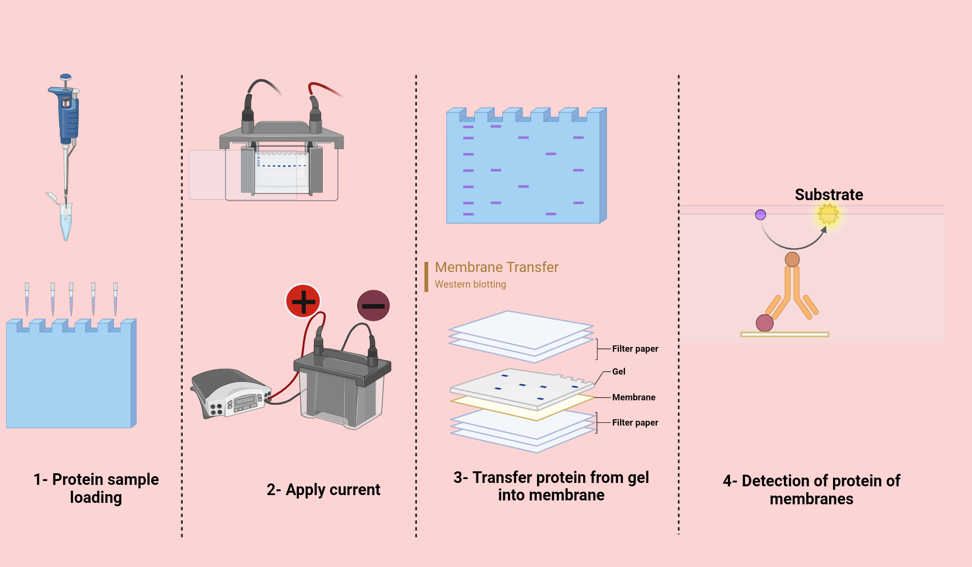 Western Blotting: A Precision Technique for Protein Detection and Analysis in Molecular Biology ...