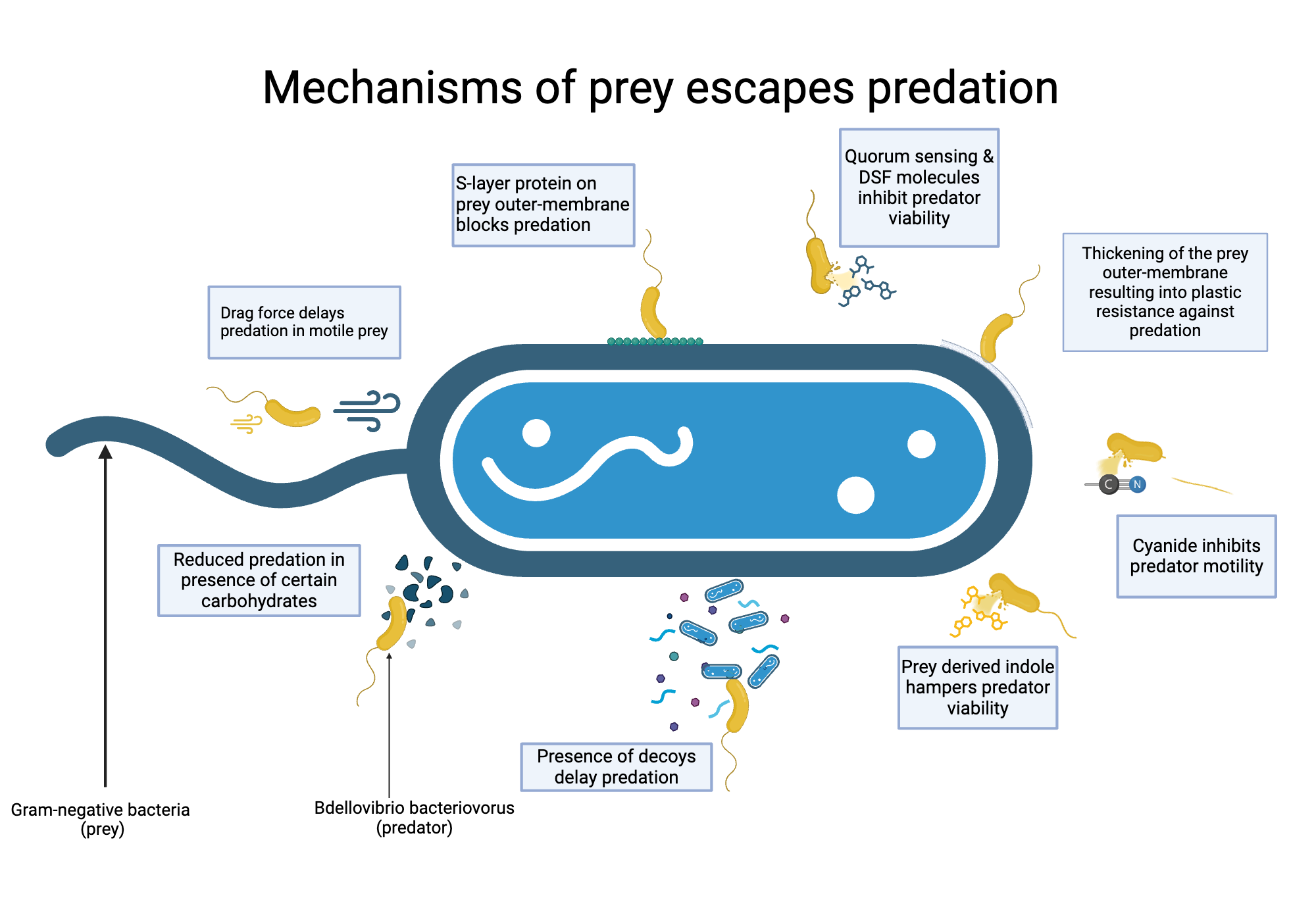 Bacteria prey escapes predation by Bdellovibrio bacteriovorus (A living ...