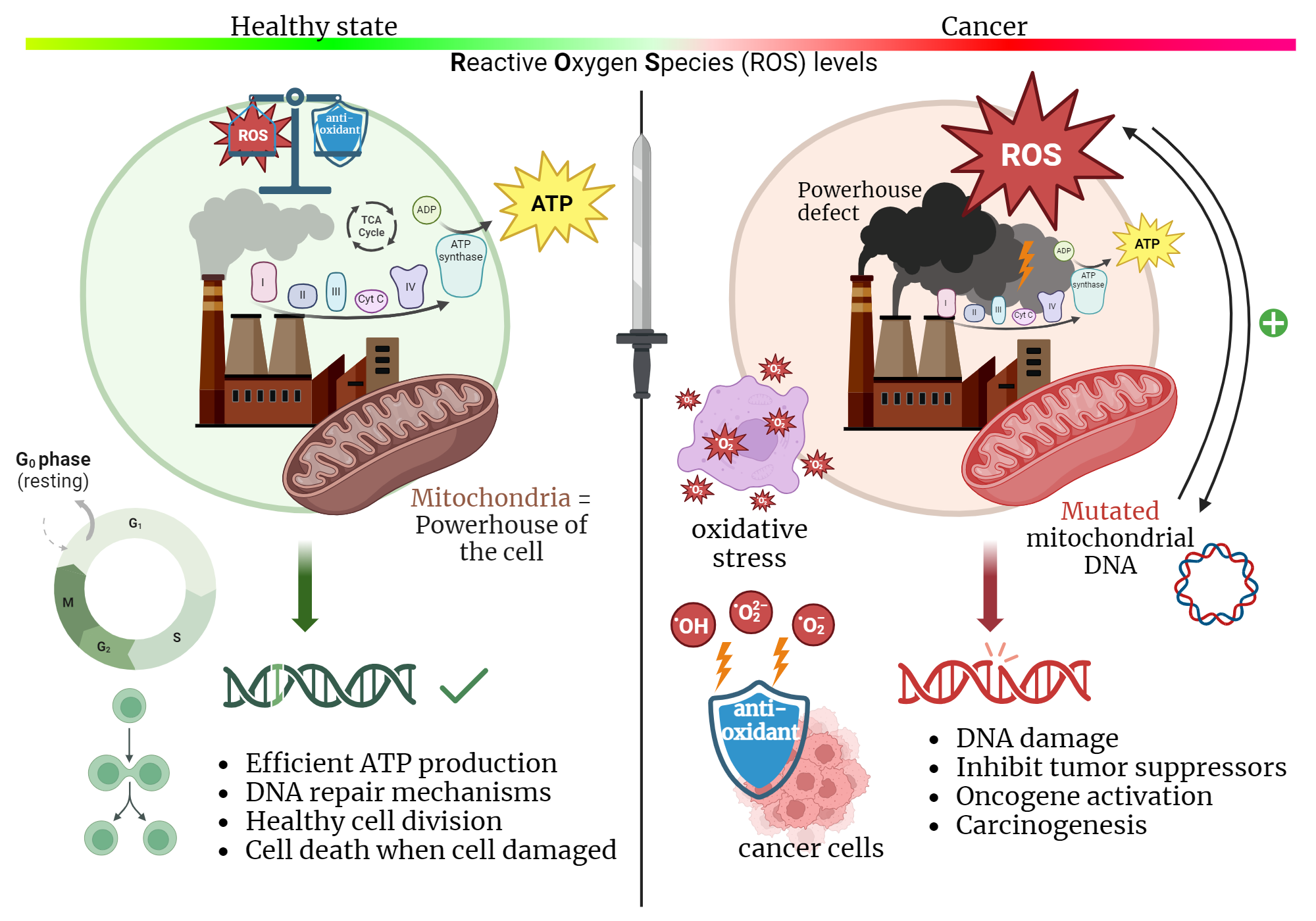 Mitochondria and Cancer | BioRender Science Templates