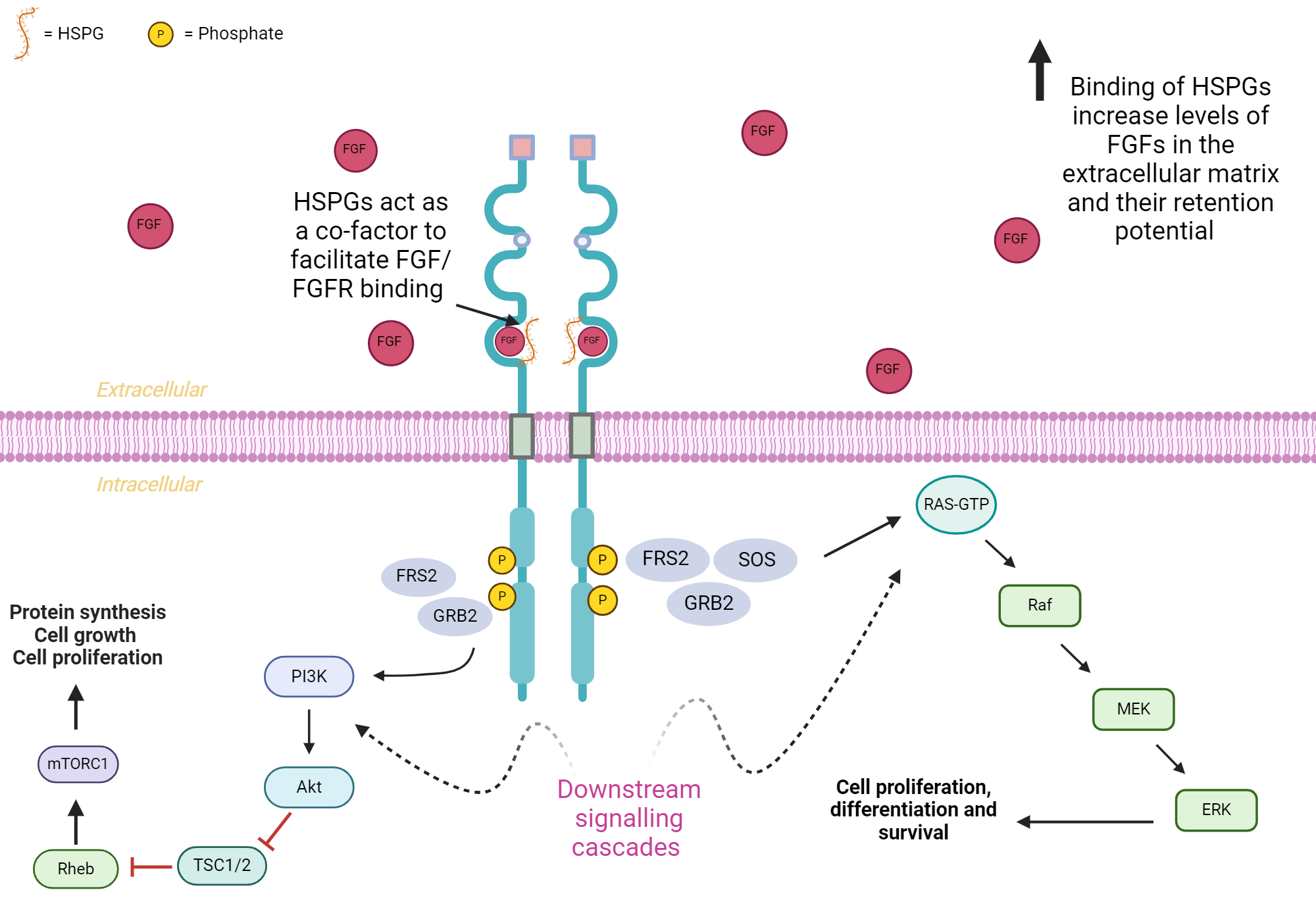 FGFR Signalling Pathway | BioRender Science Templates