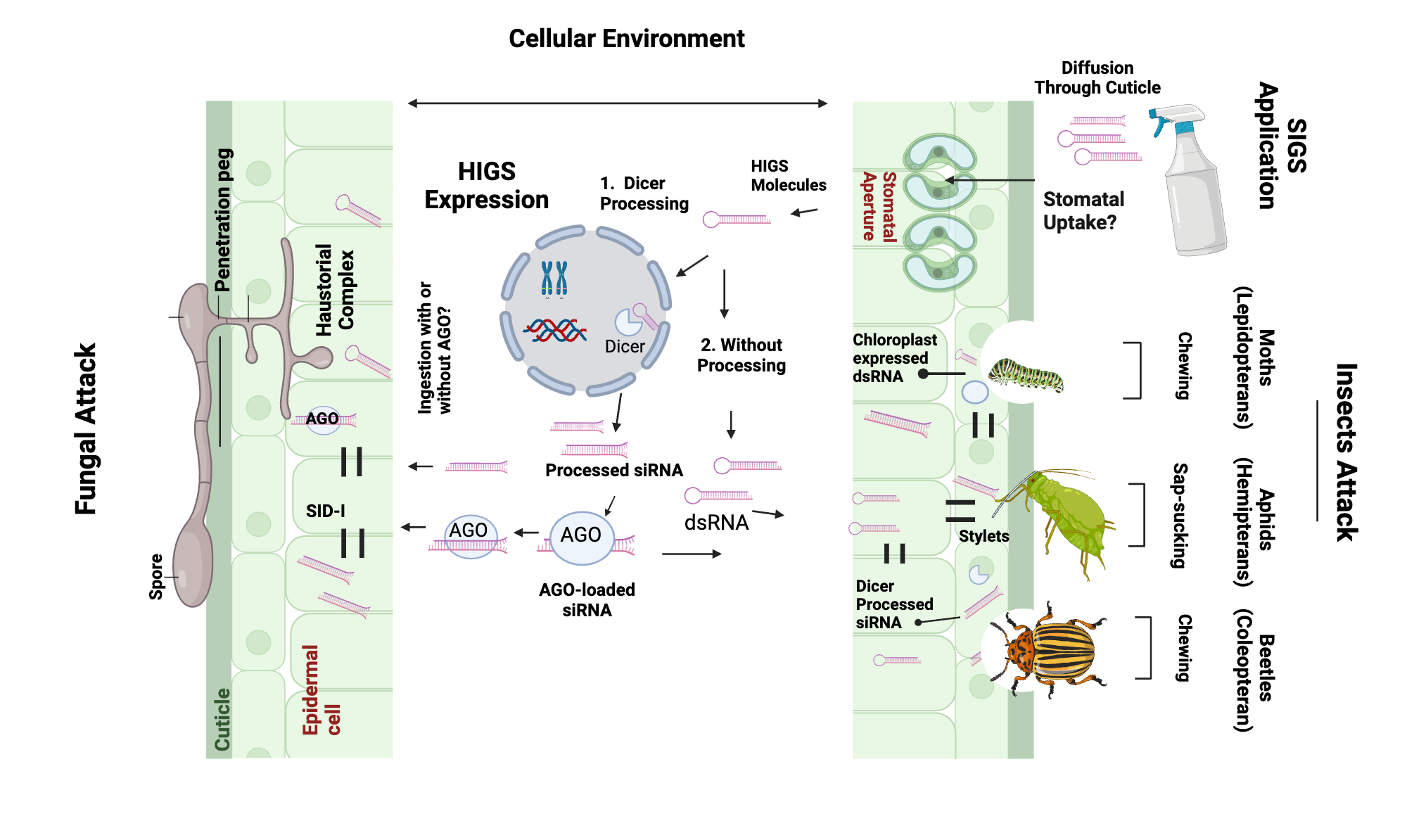 The possible routes of HIGS and SIGS molecules uptake in insects and ...