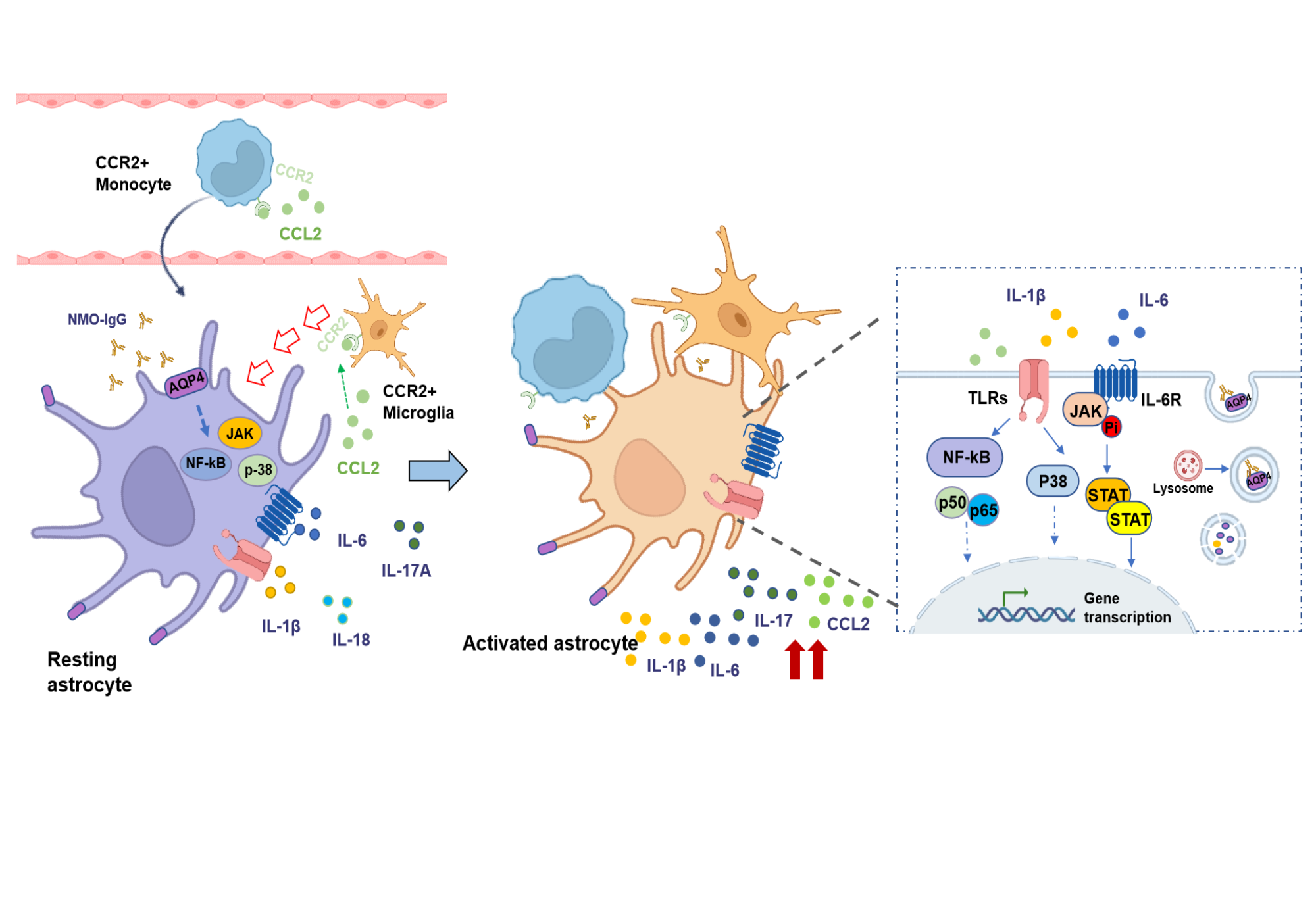 The schematic diagram shows the potential role and mechanisms of CCL2 ...