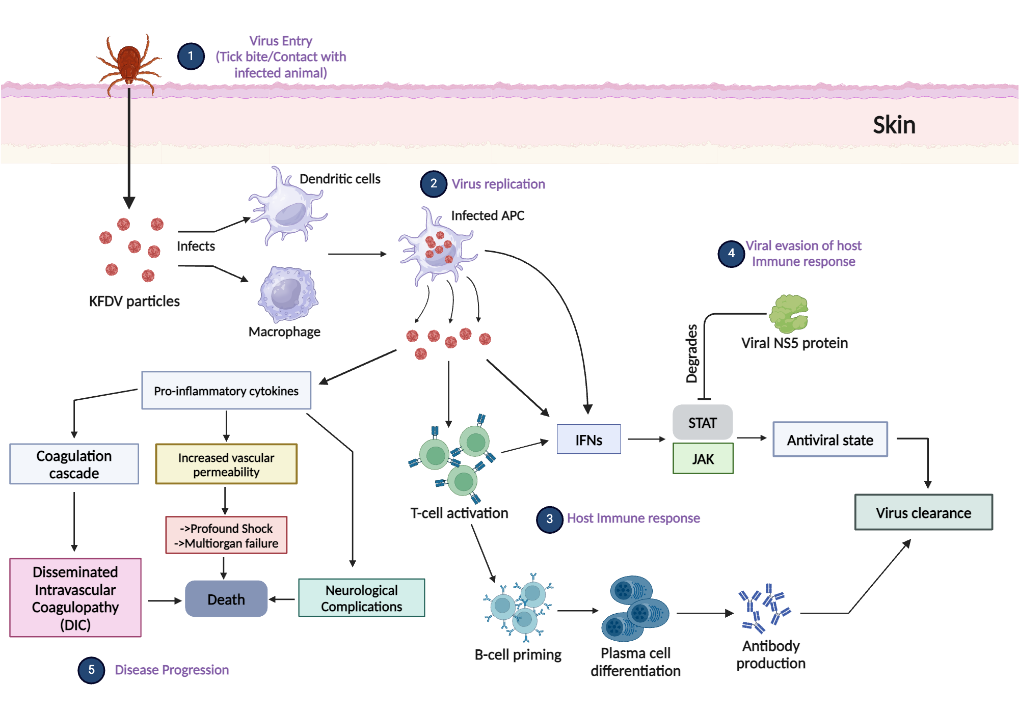 Kyasanur Forest Disease Virus Pathogenesis model | BioRender Science ...