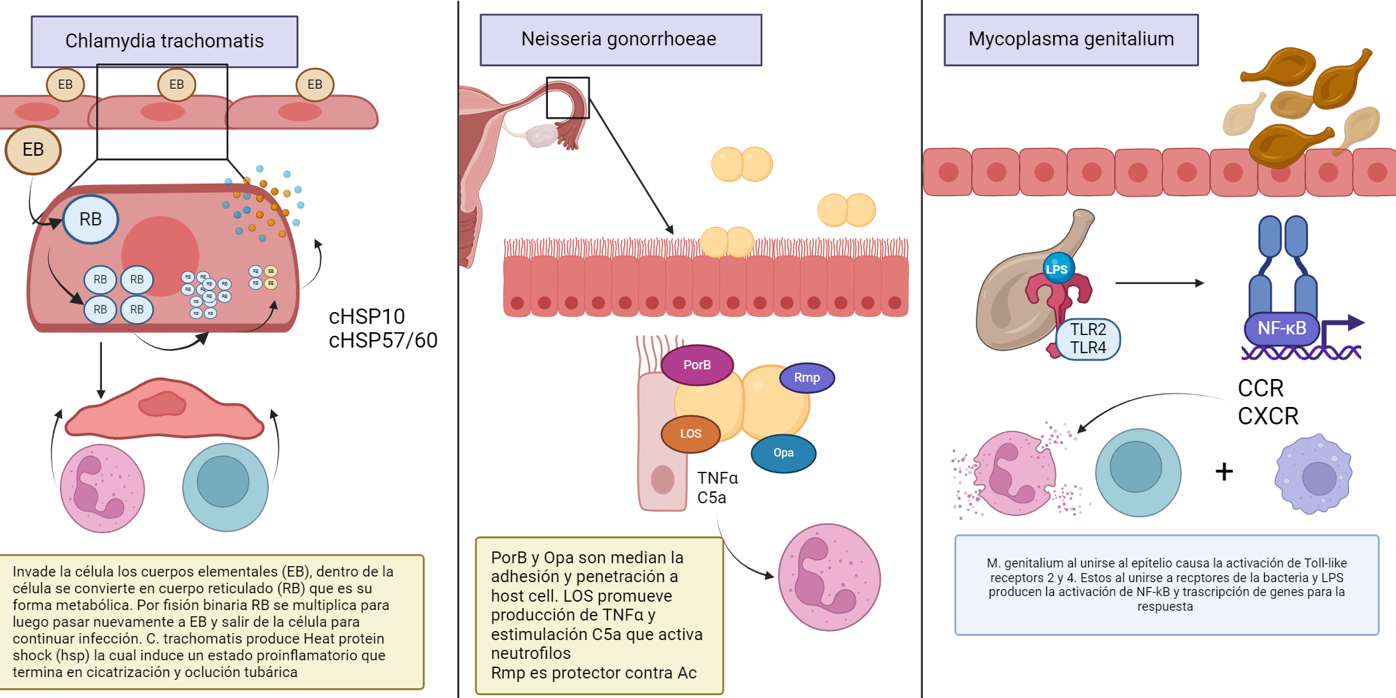 Pelvic Inflammatory disease | BioRender Science Templates
