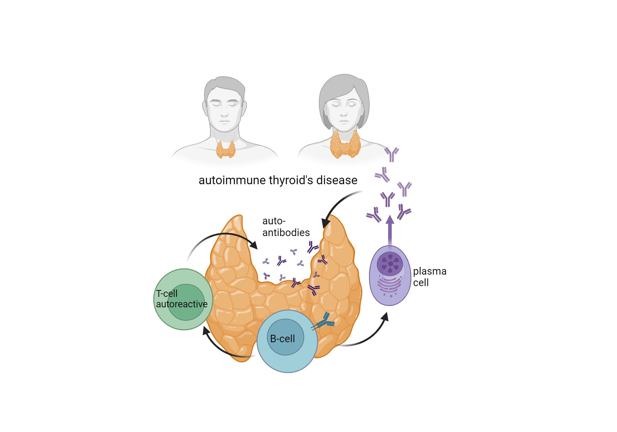 Autoimmune Thyroids Disease Biorender Science Templates
