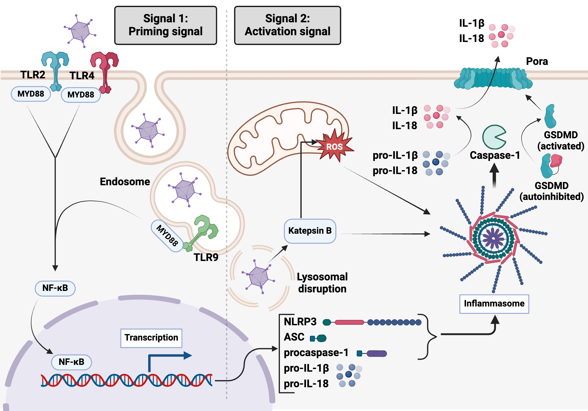 The Nlrp3 Inflammasome Activation After Adenovirus Type 26 Infection