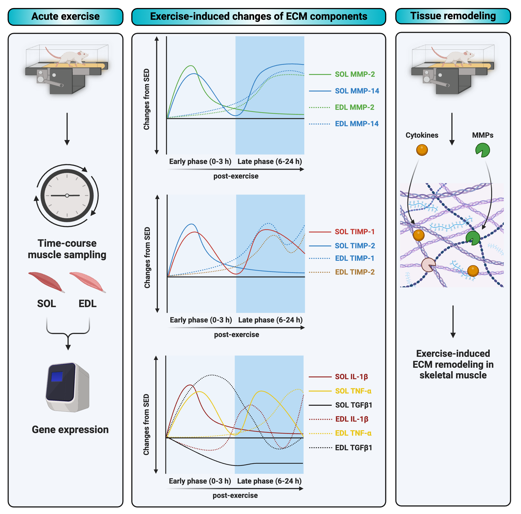 Exercise-induced extracellular matrix remodeling | BioRender Science ...