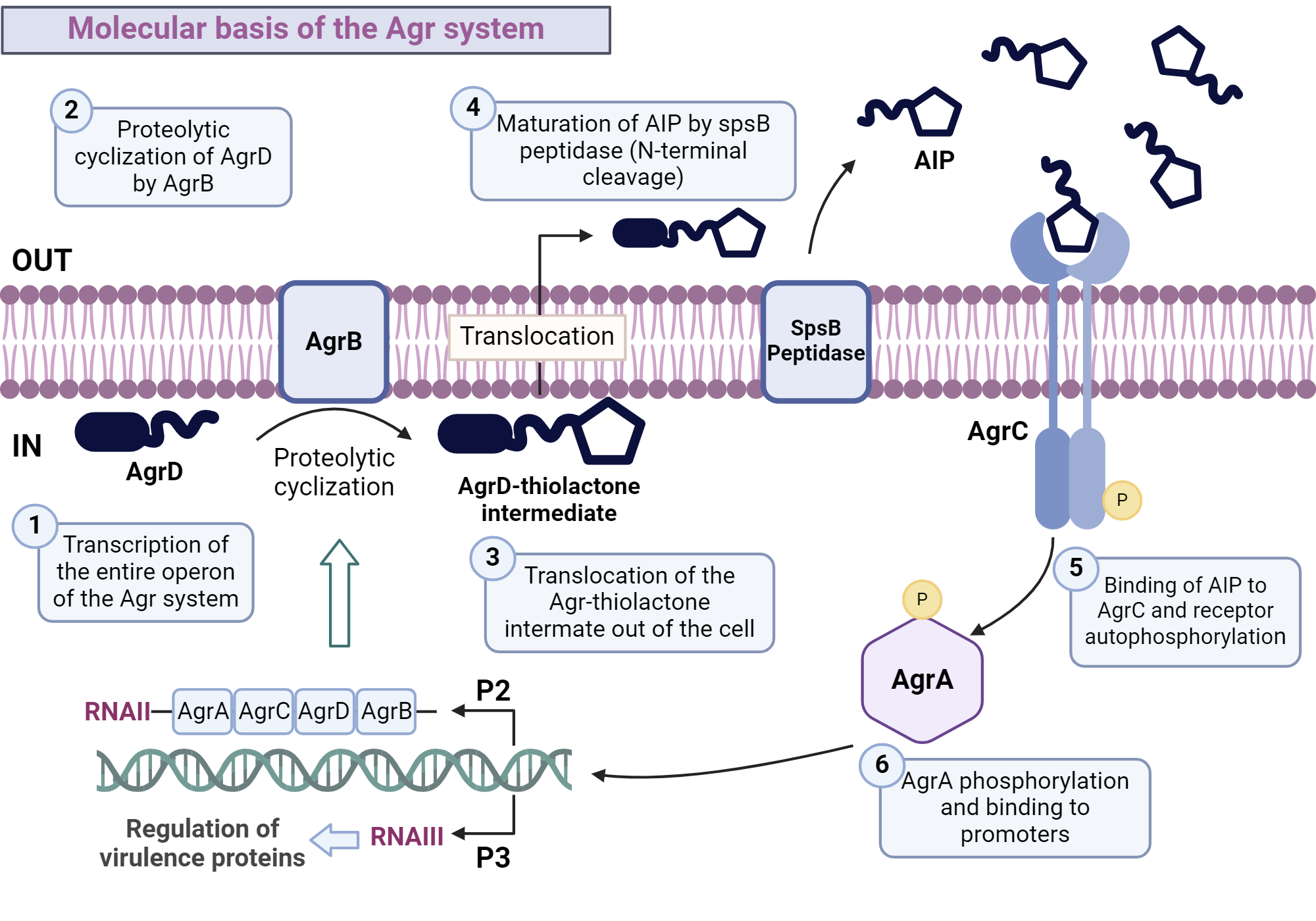 Molecular basis of the Agr system. | BioRender Science Templates