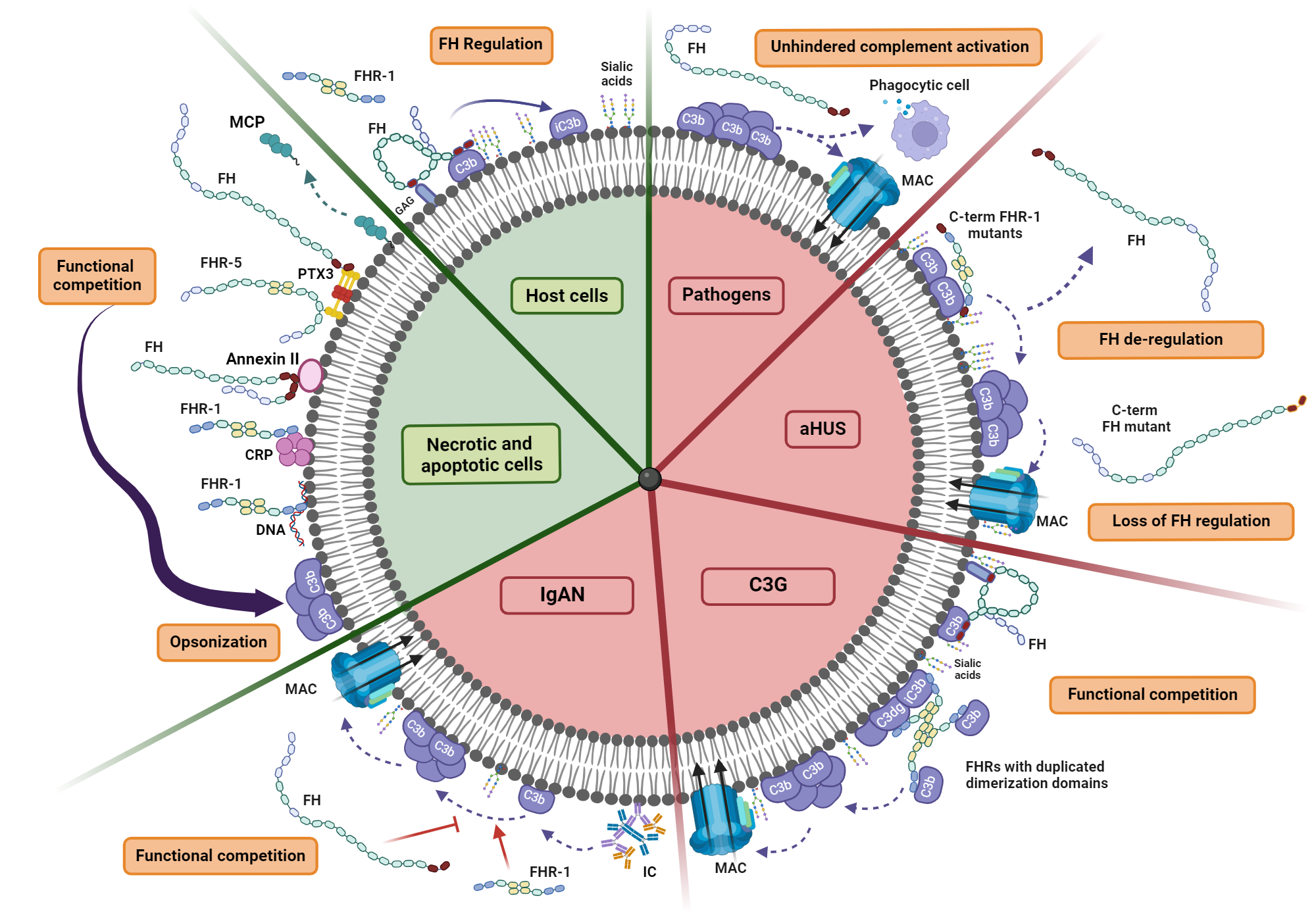Regulation Of Complement Alternative Pathway Activation On Cell