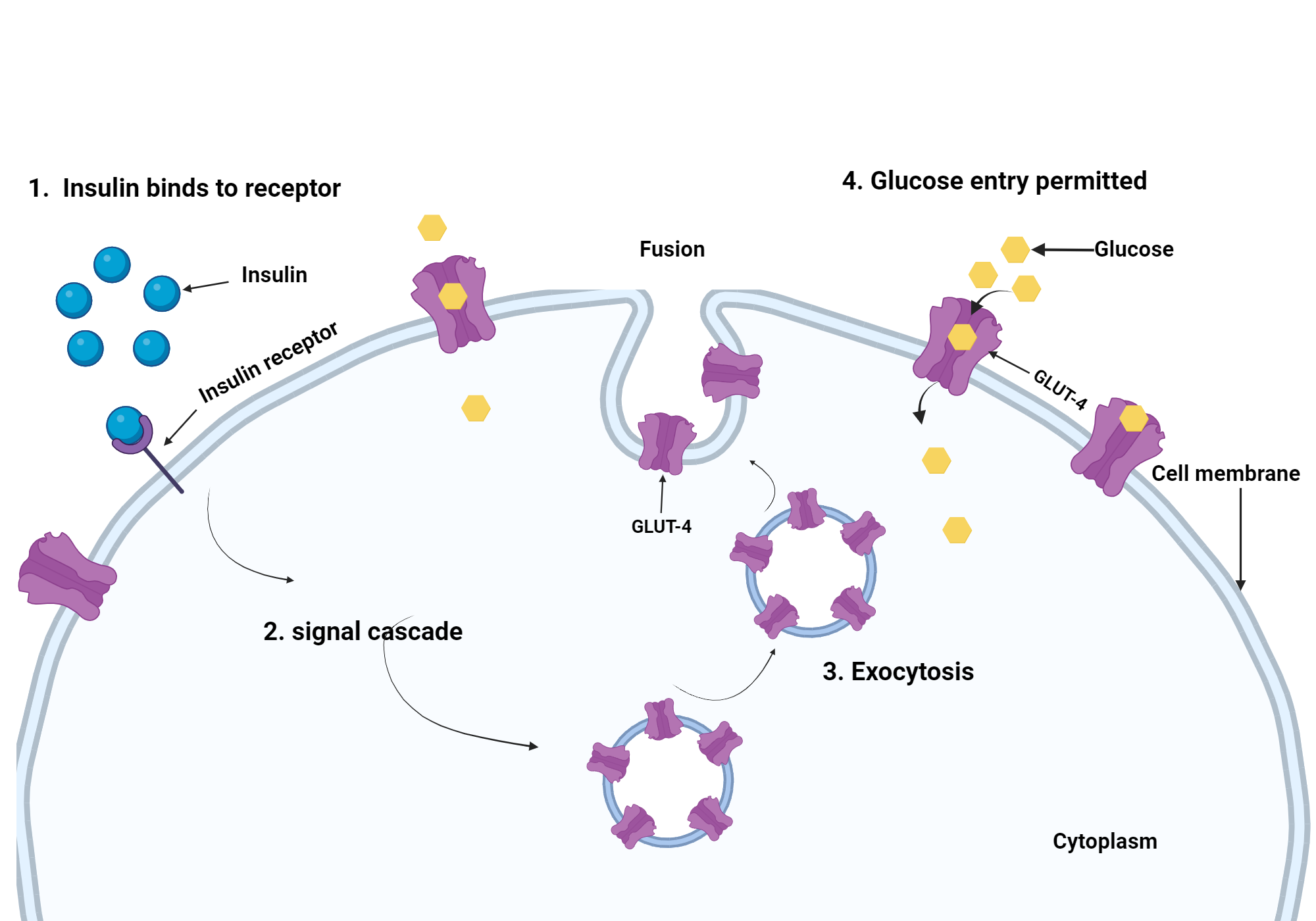 Activation of the glucose receptor Glut-4 by insulin. | BioRender ...