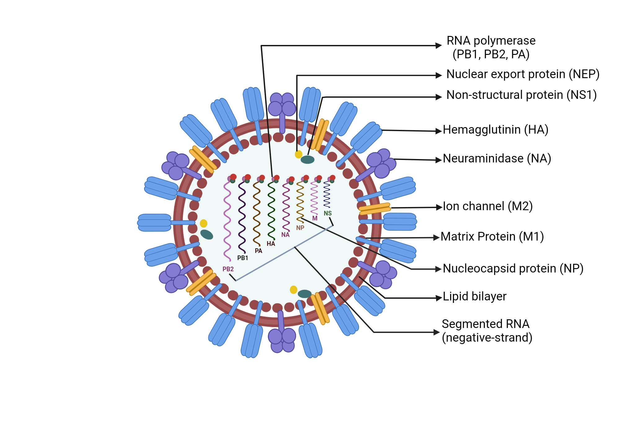 Influenza A virus | BioRender Science Templates