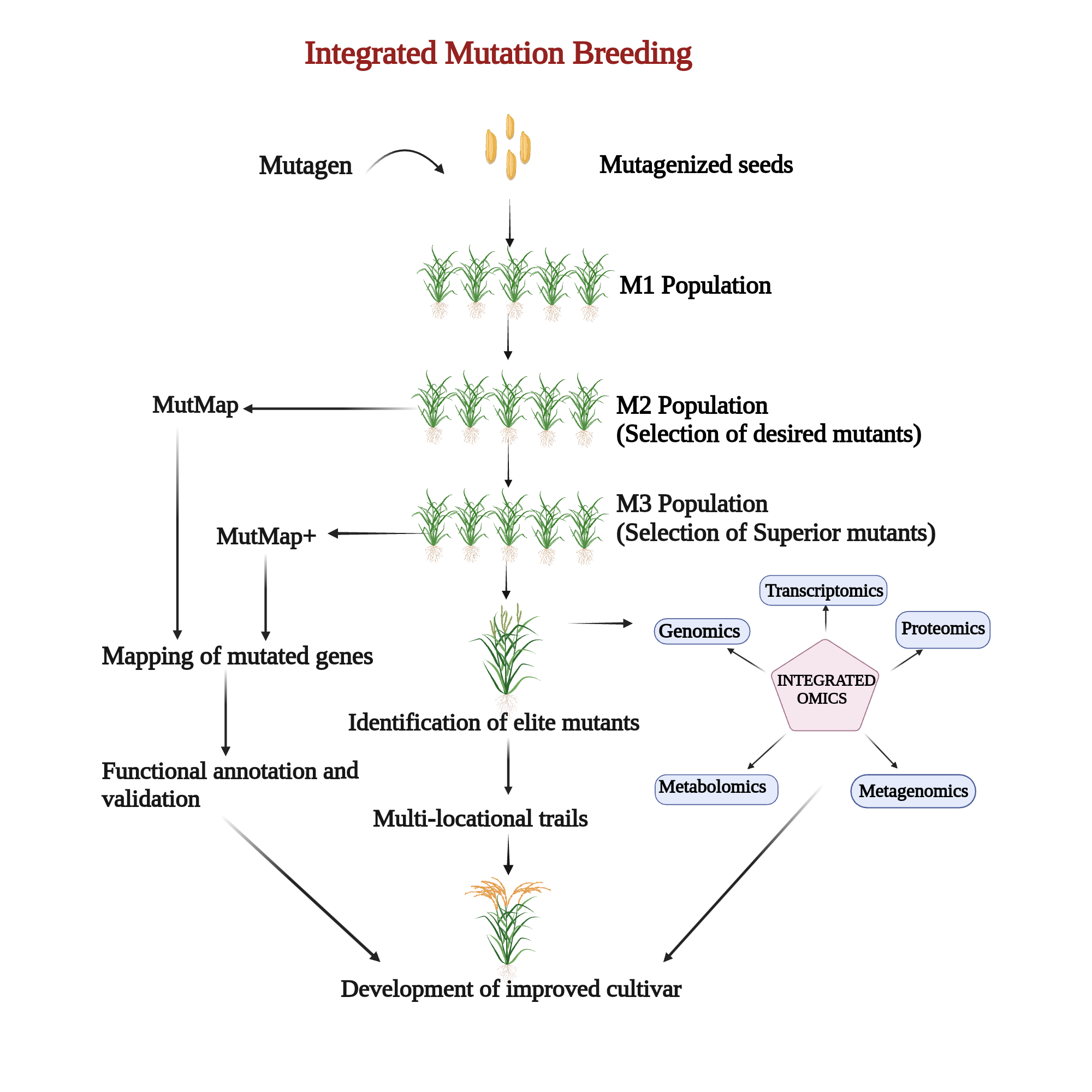 Integrated Mutation Breeding | BioRender Science Templates