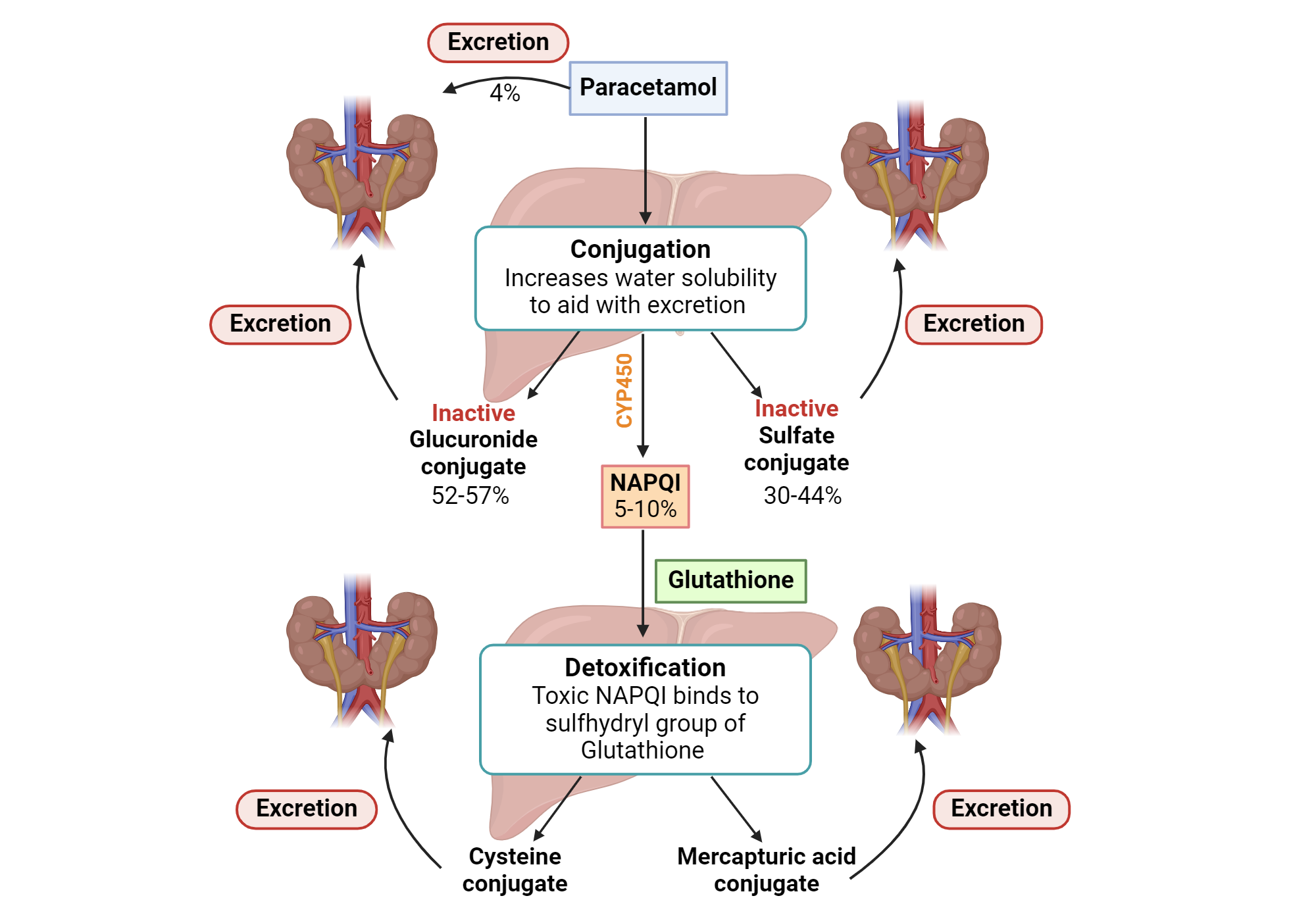 Pharmacokinetics of Paracetamol | BioRender Science Templates