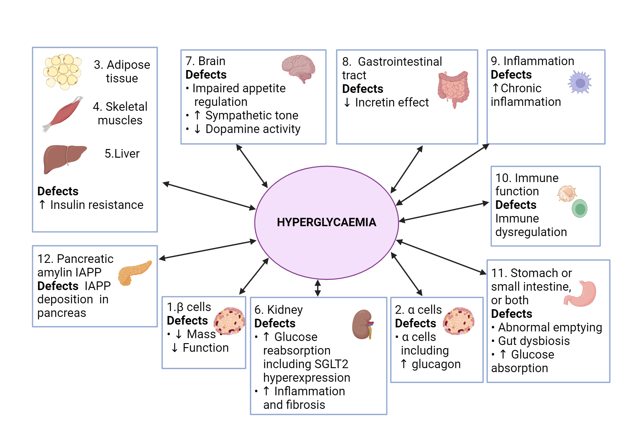 The 12 pathophysiological defects contributing to hyperglycaemia ...