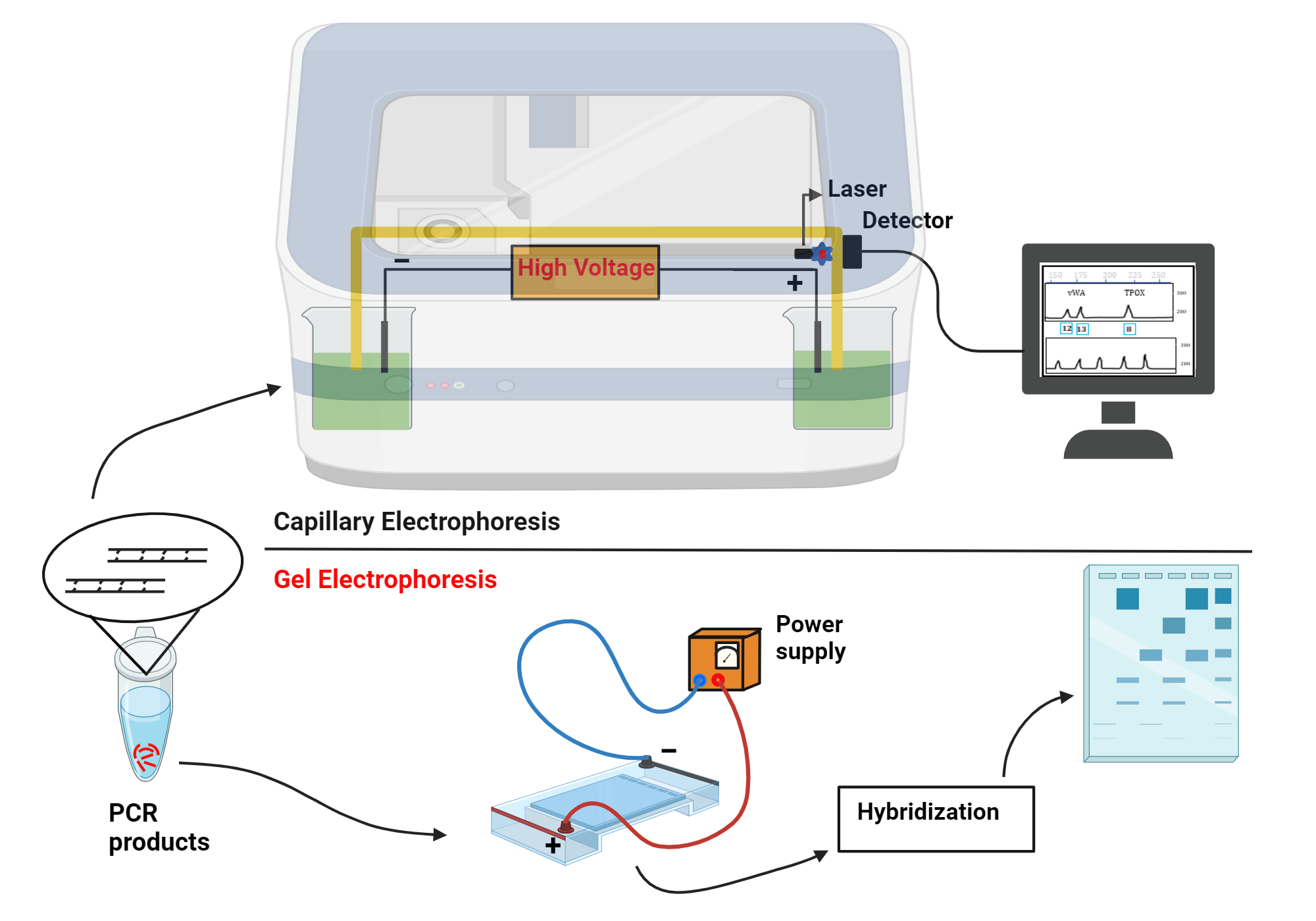 Capillary vs gel electrophoresis | BioRender Science Templates