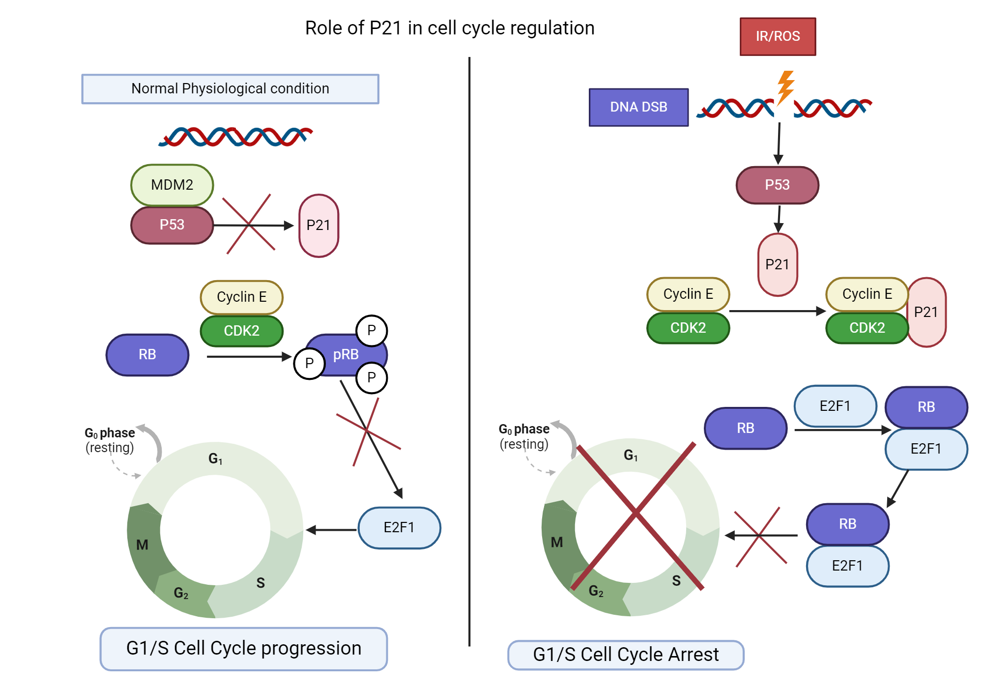 Role of P21 in cell cycle regulation | BioRender Science Templates