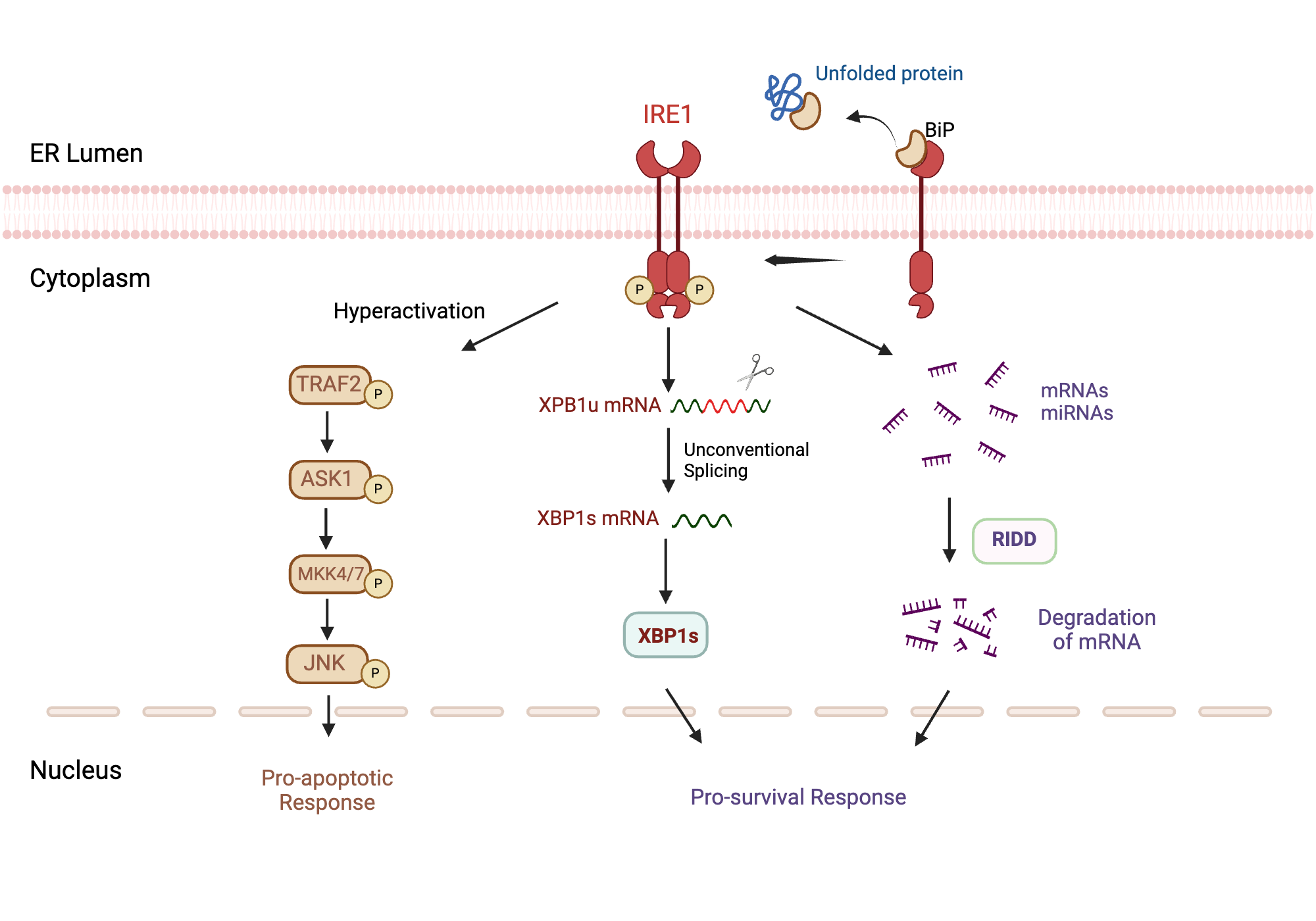 IRE1 Signaling Pathway | BioRender Science Templates