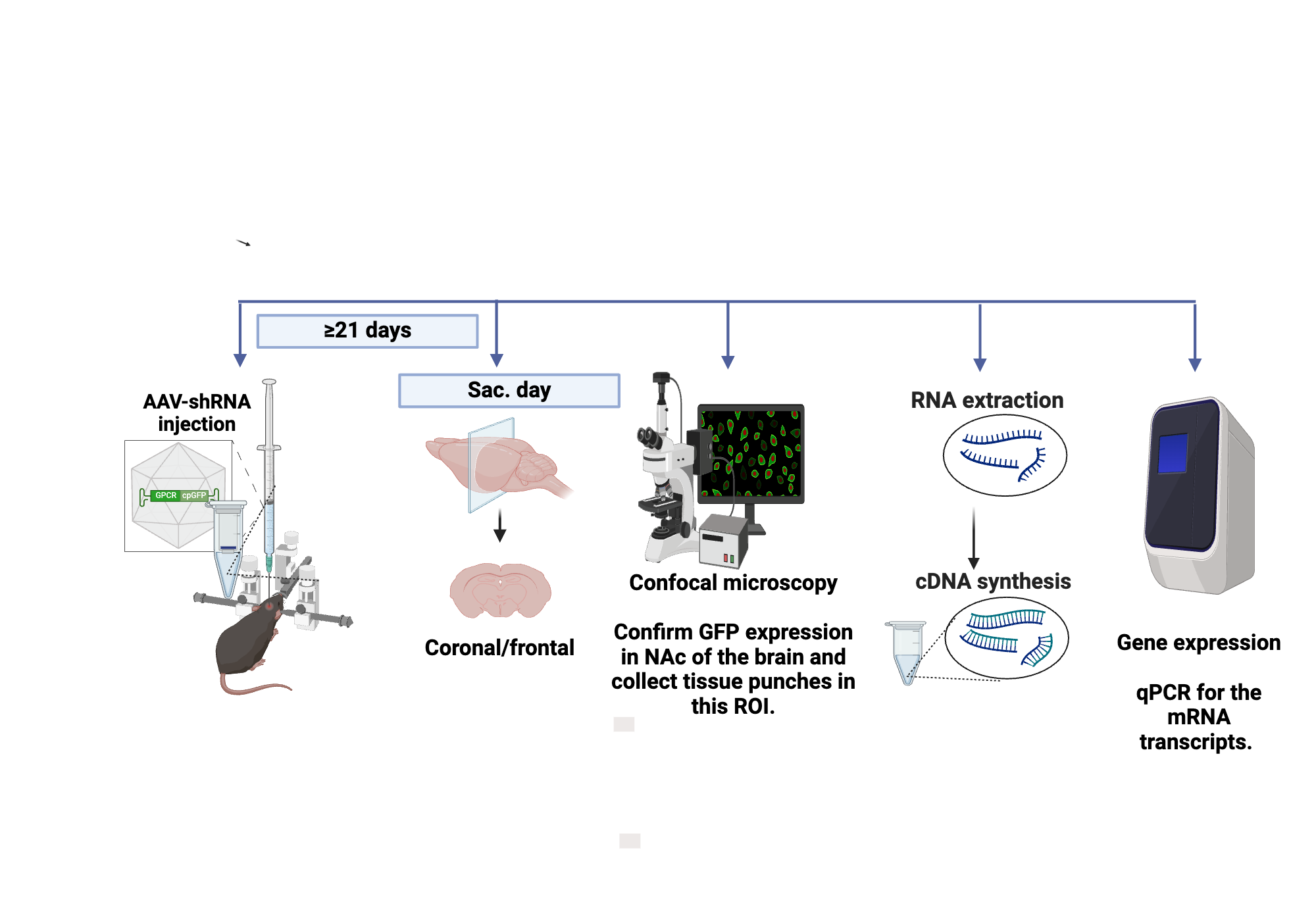 Validation of AAV-shRNA Target following Stereotaxic Injection of Rat ...