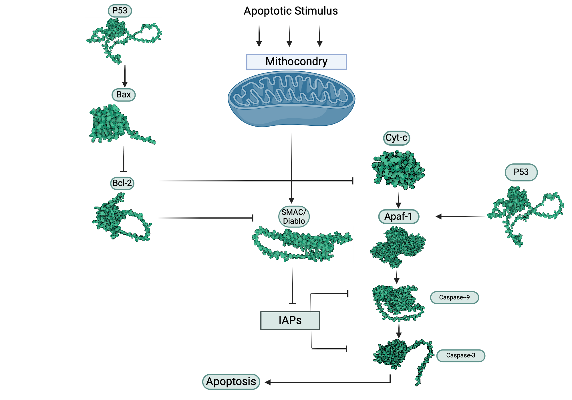 A Diagram of the P53 Apoptosis pathway | BioRender Science Templates