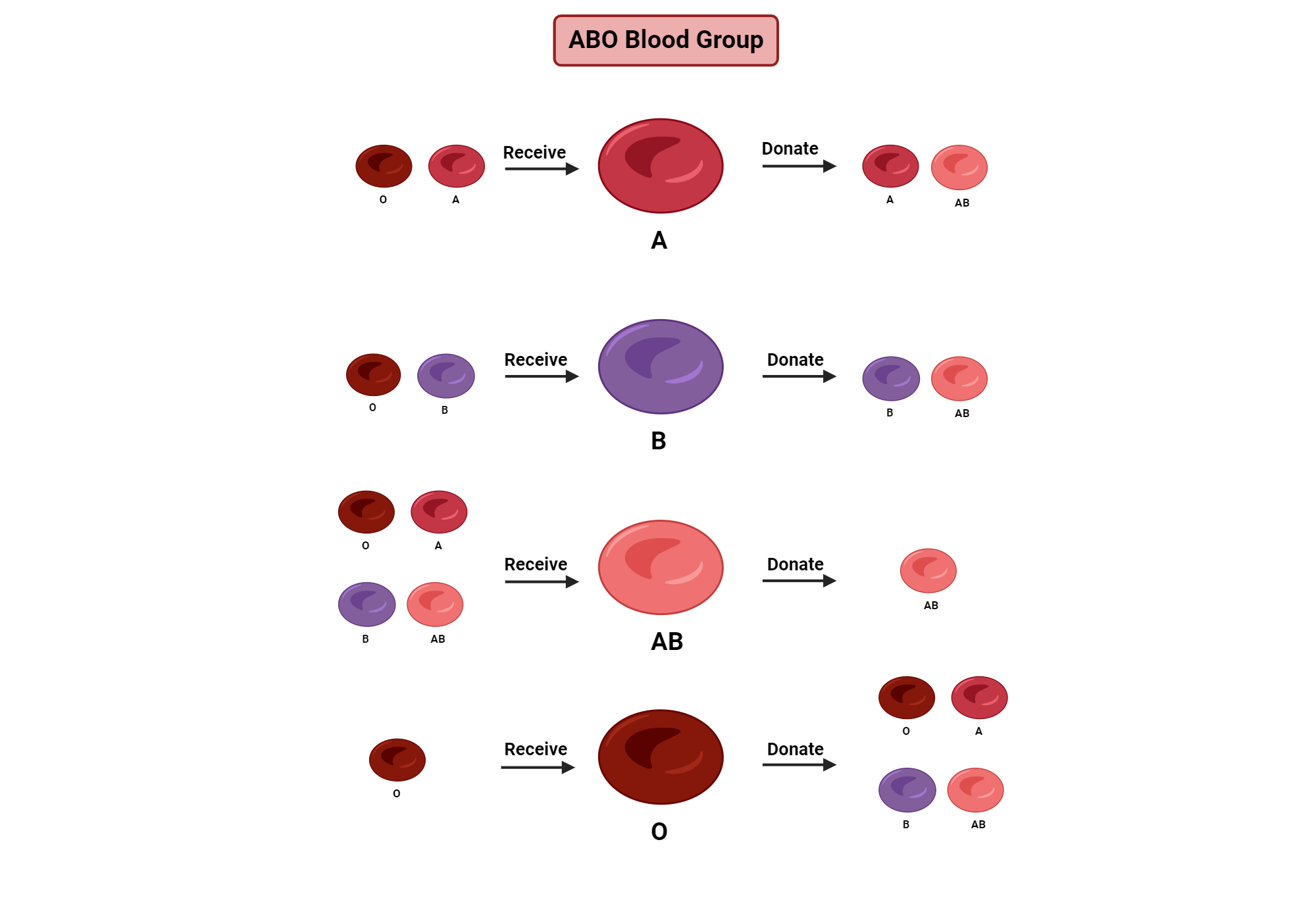 ABO Blood Group | BioRender Science Templates