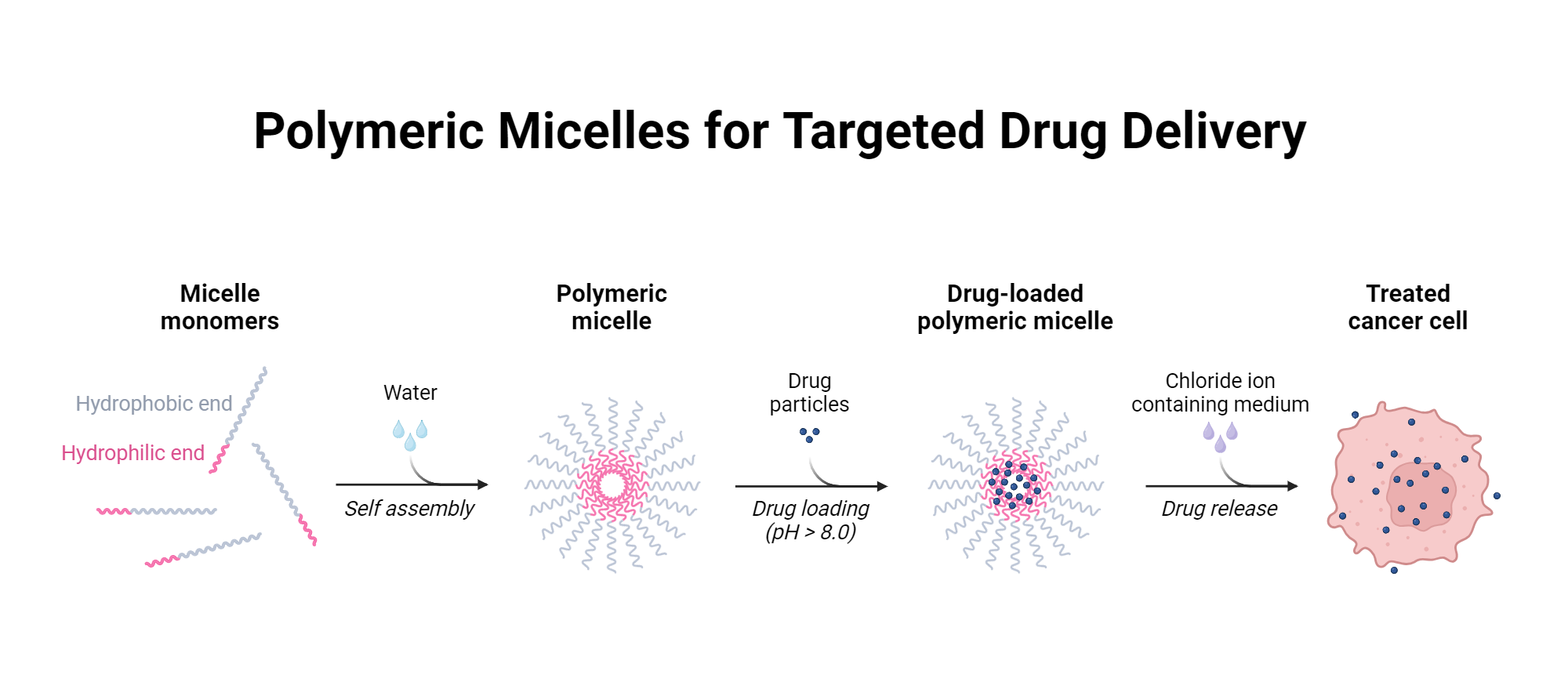 Polymeric Micelles for Targeted Drug Delivery | BioRender Science Templates