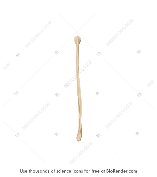 Free Fibula (anterior) Icons, Symbols & Images | BioRender