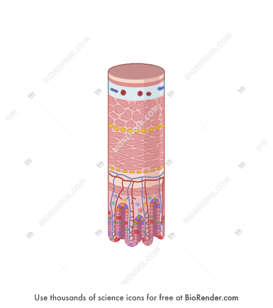 Free Colon biopsy Icons, Symbols & Images | BioRender