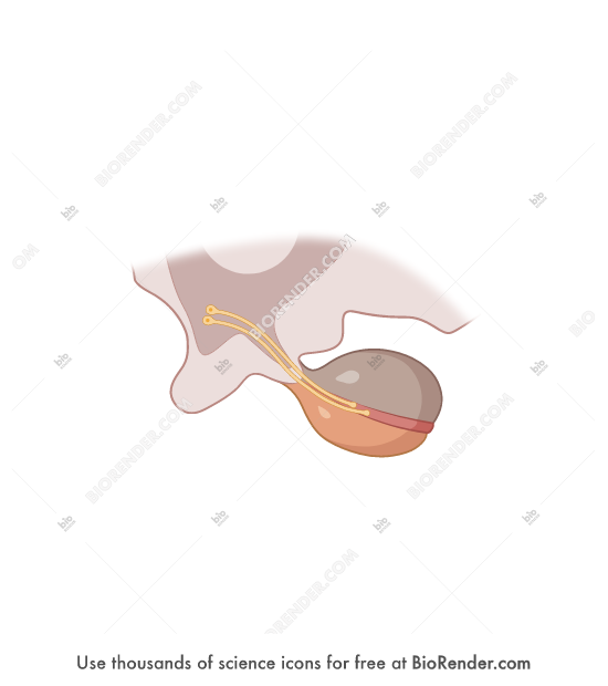 Free Horse hypothalamus and pituitary gland Icons, Symbols & Images ...