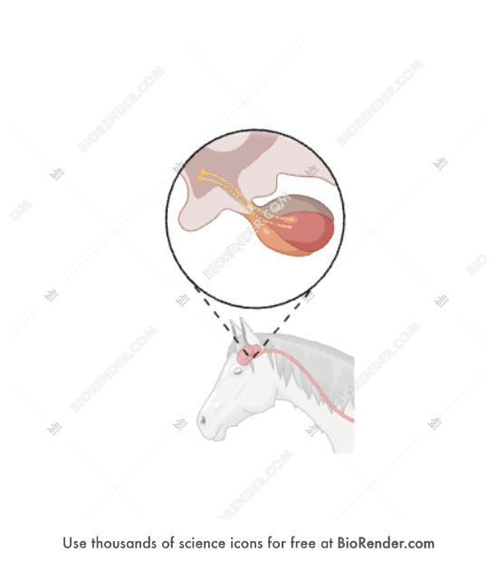 Free Horse hypothalamus and pituitary gland (horse with PPID, call-out ...