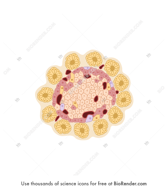 Free Pancreatic islet (rodent, with acini) Icons, Symbols & Images ...