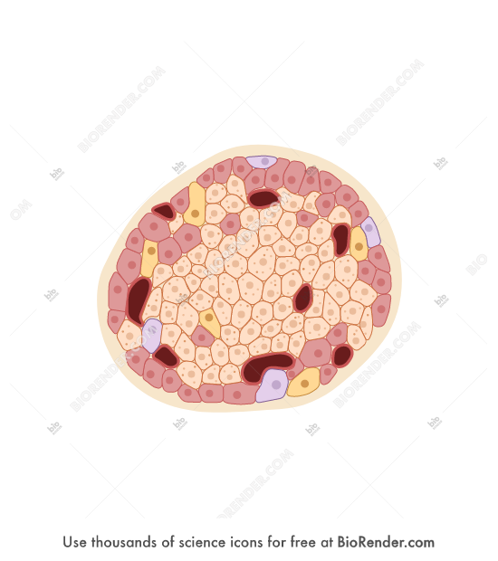 Free Pancreatic islet (rodent) Icons, Symbols & Images | BioRender