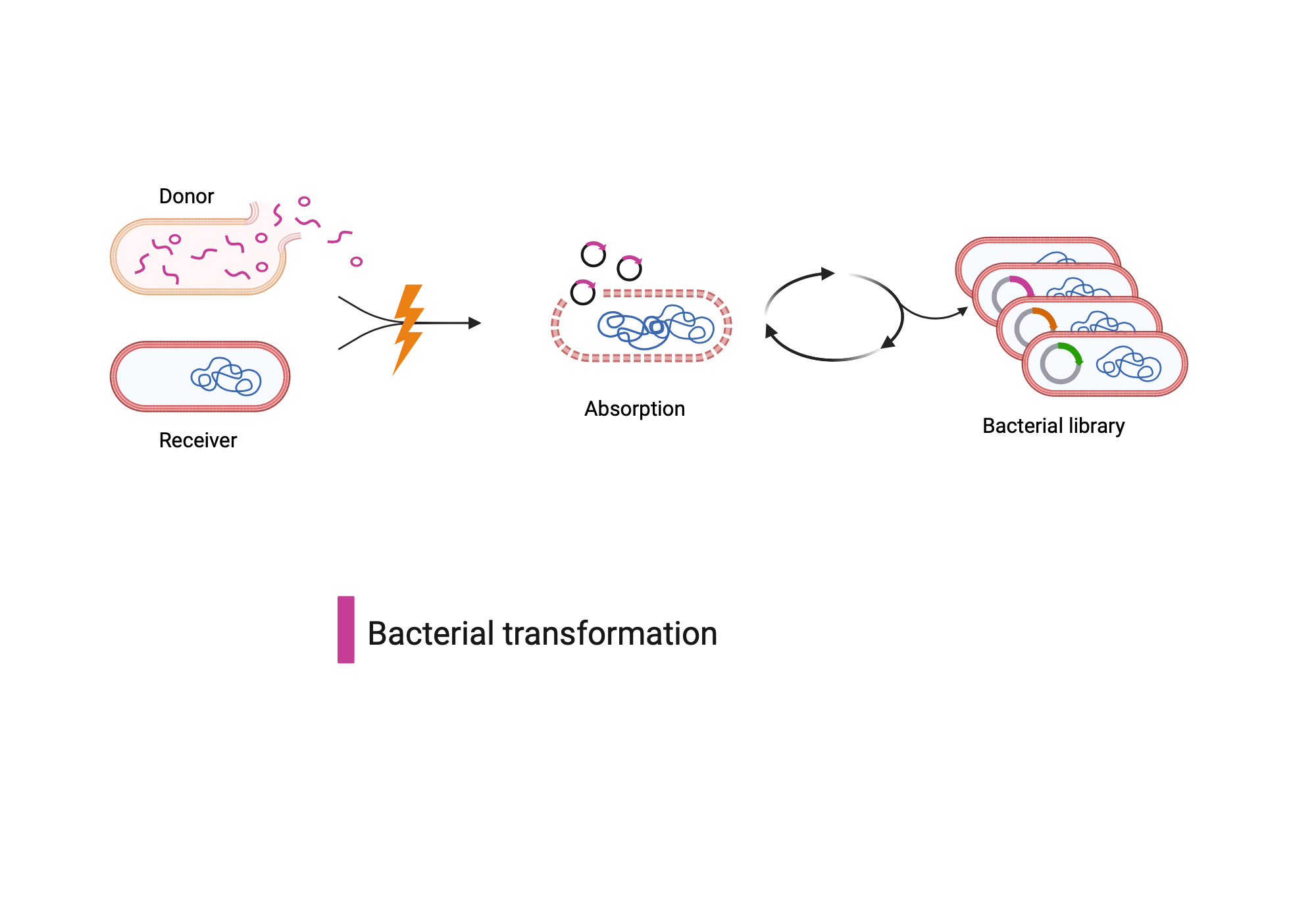 Generation of a bacterial library by transformation (electroporation ...