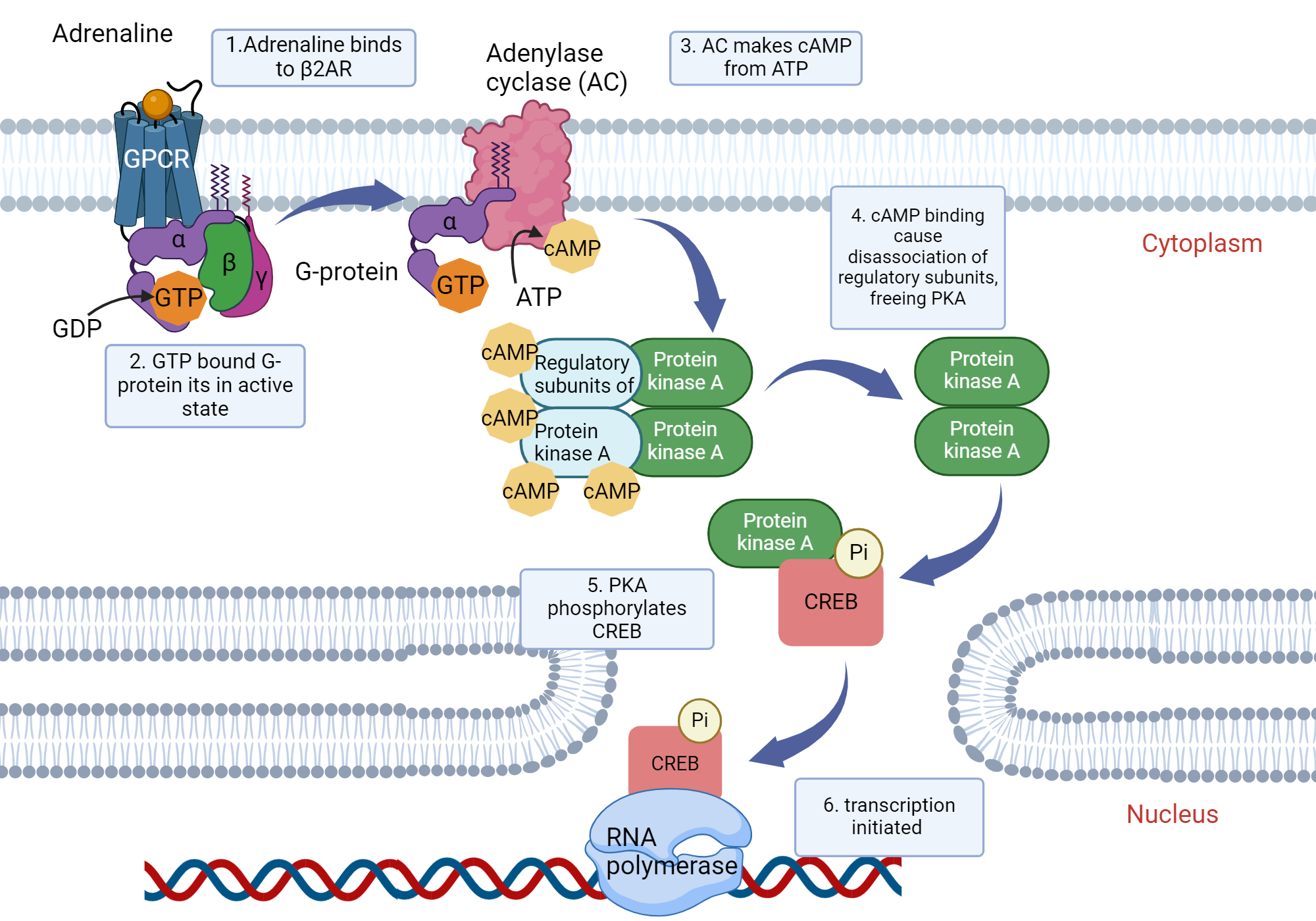 GCPR: beta2-adrenergic receptor (β2AR) | BioRender Science Templates