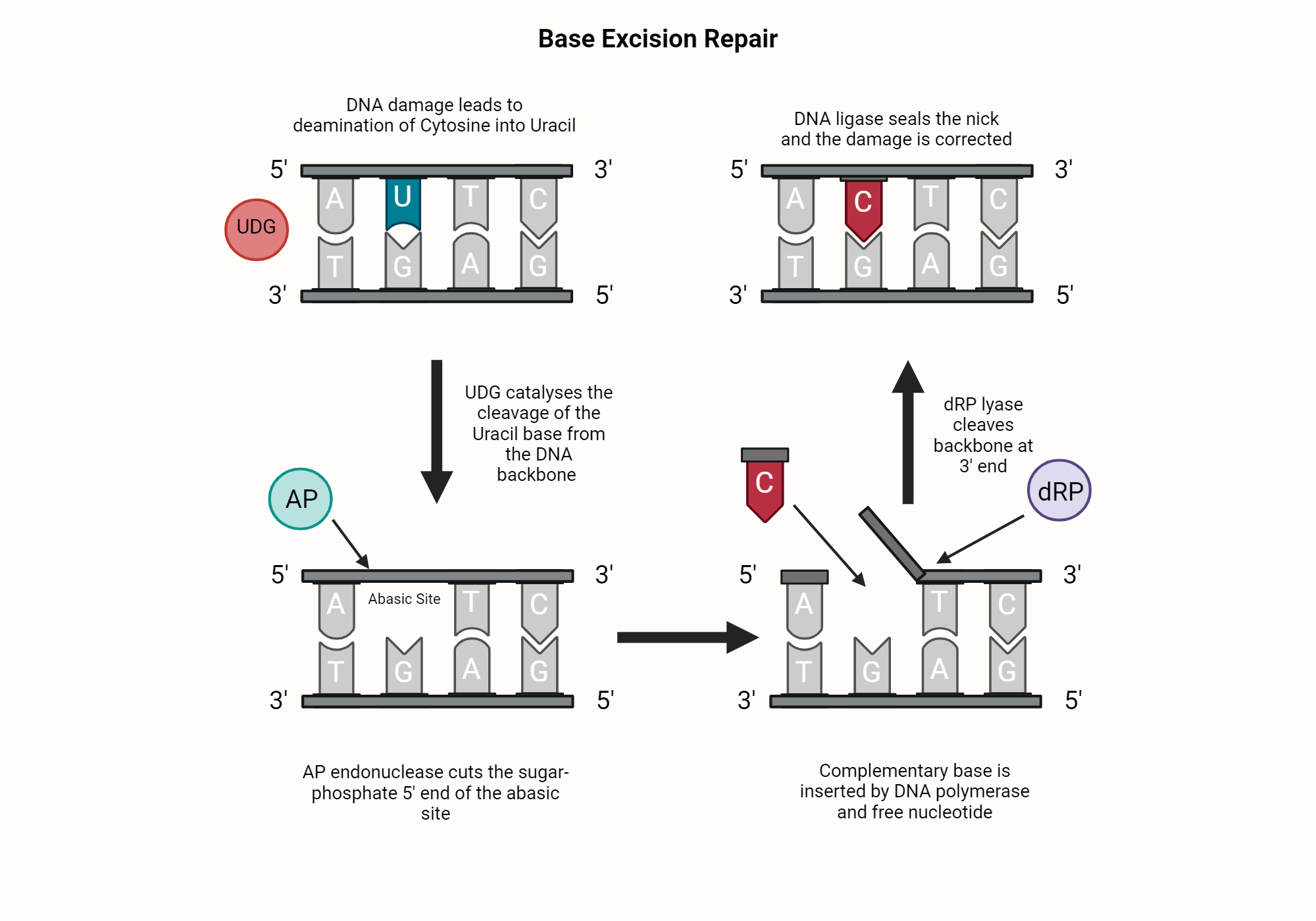 Base Excision Repair | BioRender Science Templates