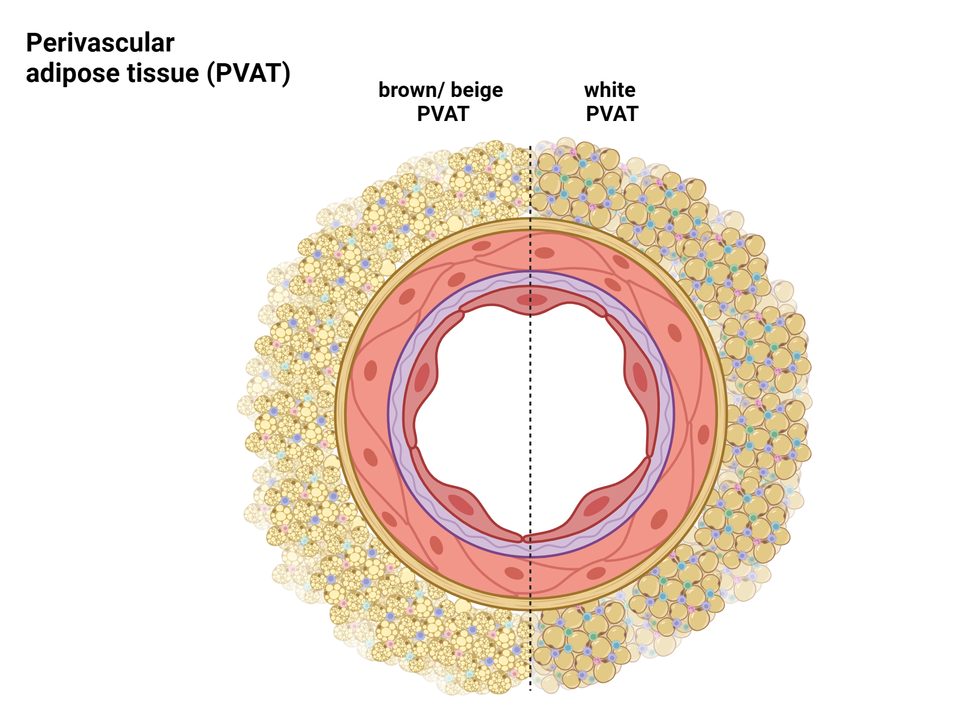 Perivascular adipose tissue | BioRender Science Templates