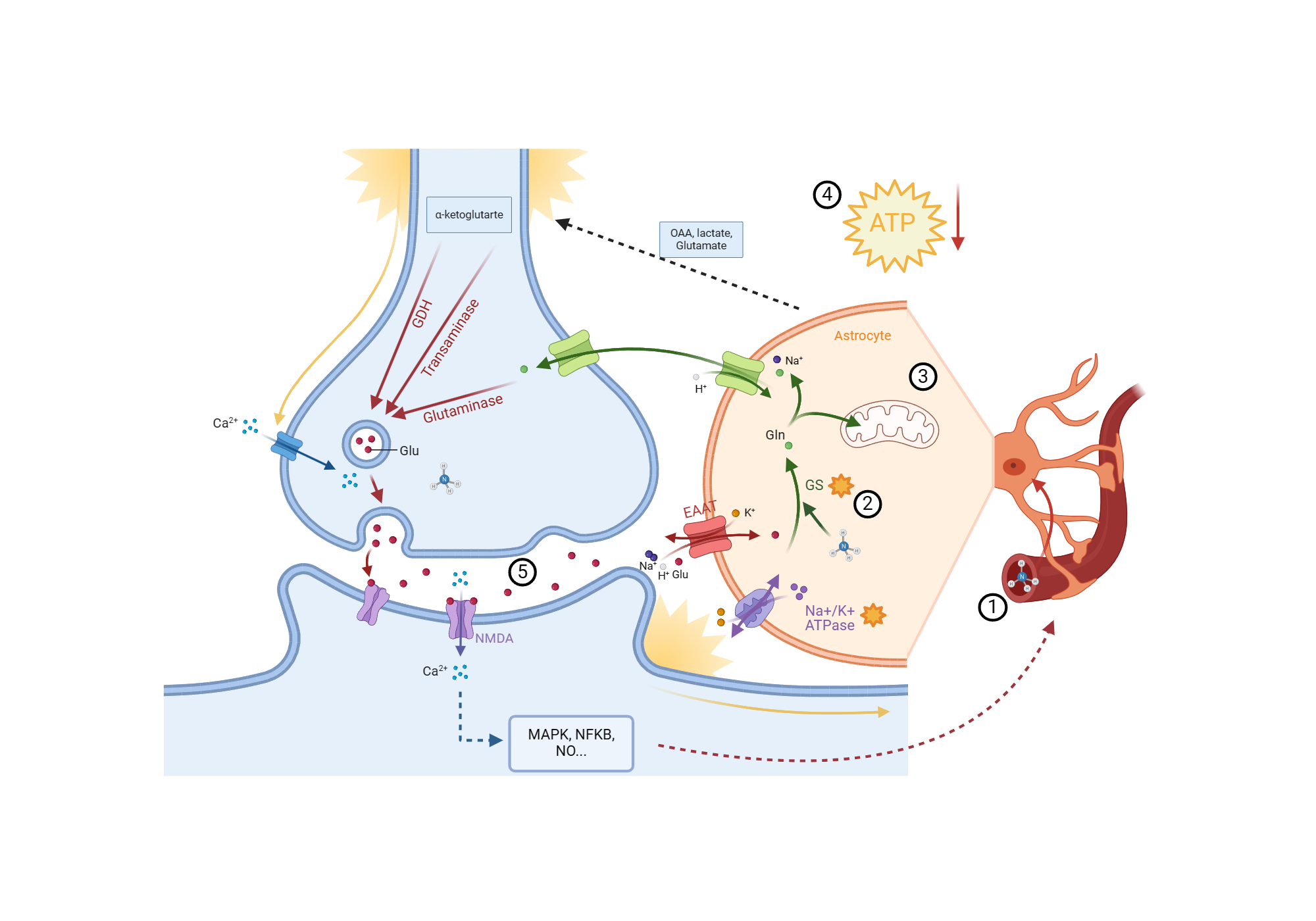 Hepatic encephalopaty | BioRender Science Templates