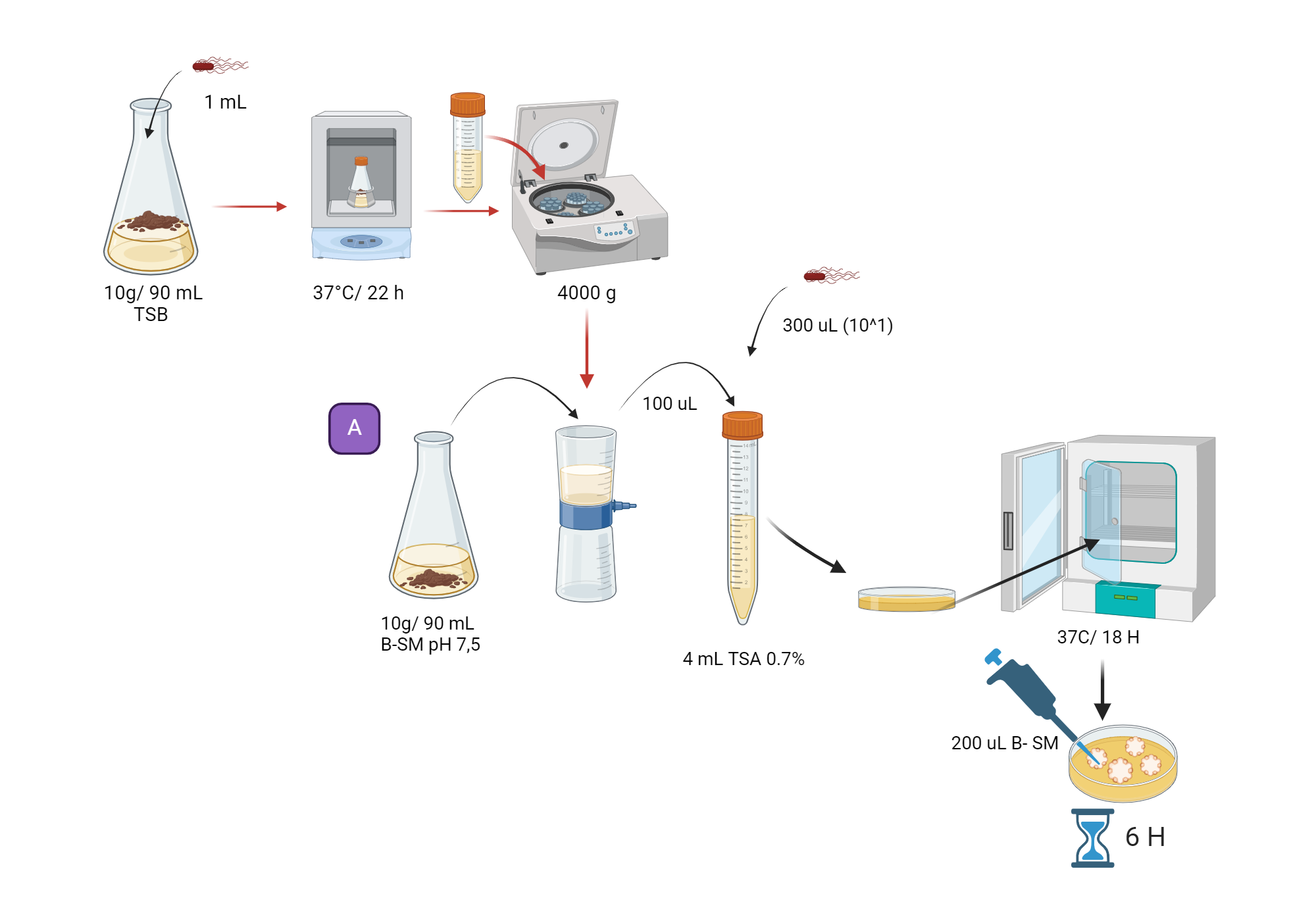 Bacteriophage Isolation And Purification Biorender Science Templates