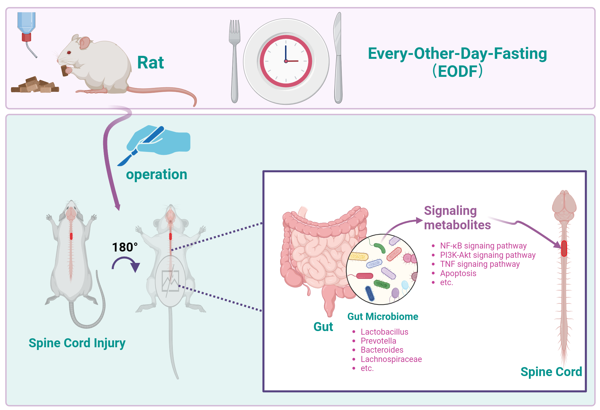 Every-Other-Day-FastingTherapy: Regulating Gut-Spinal Cord “Crosstalk ...