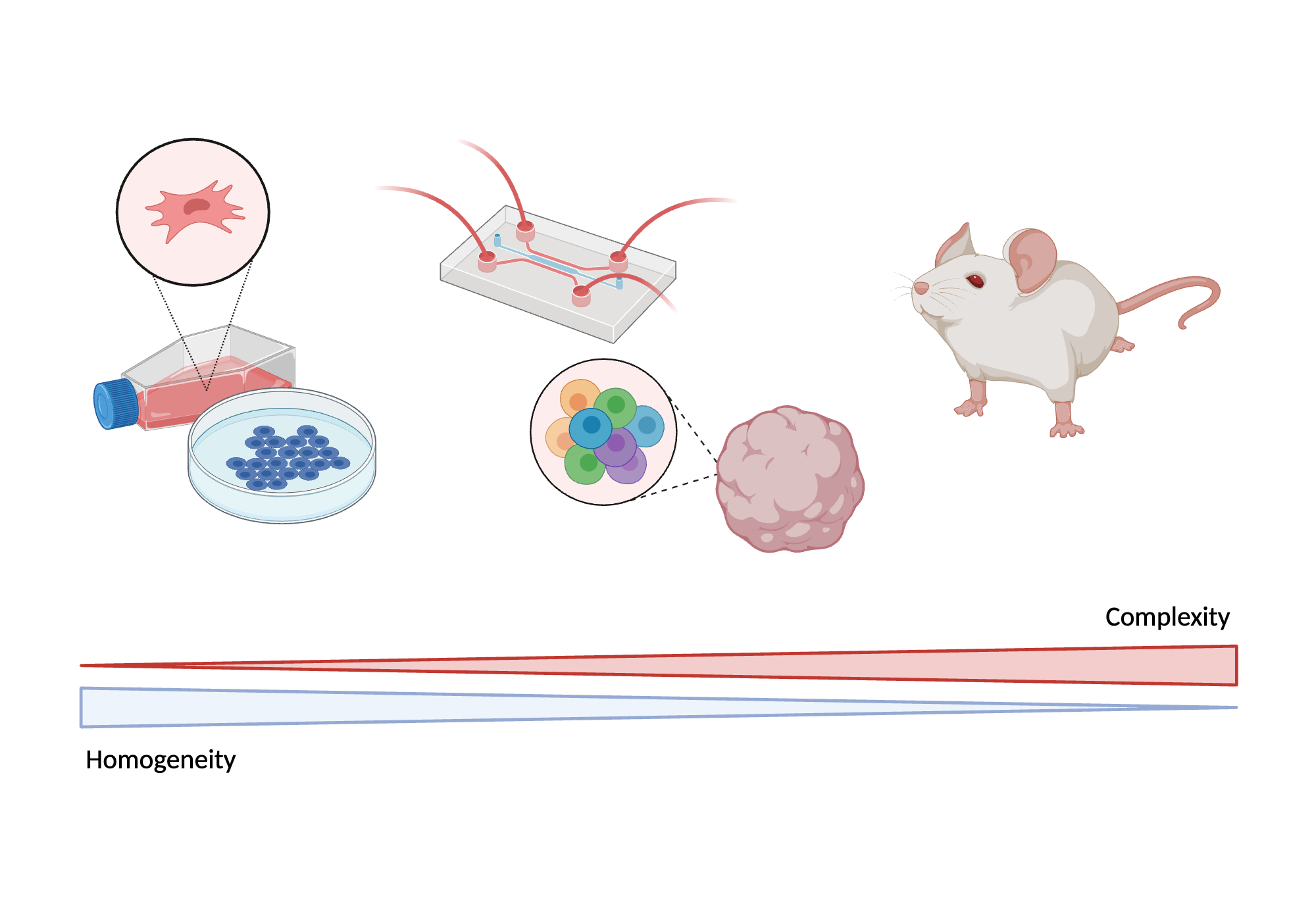 Models in Biology | BioRender Science Templates