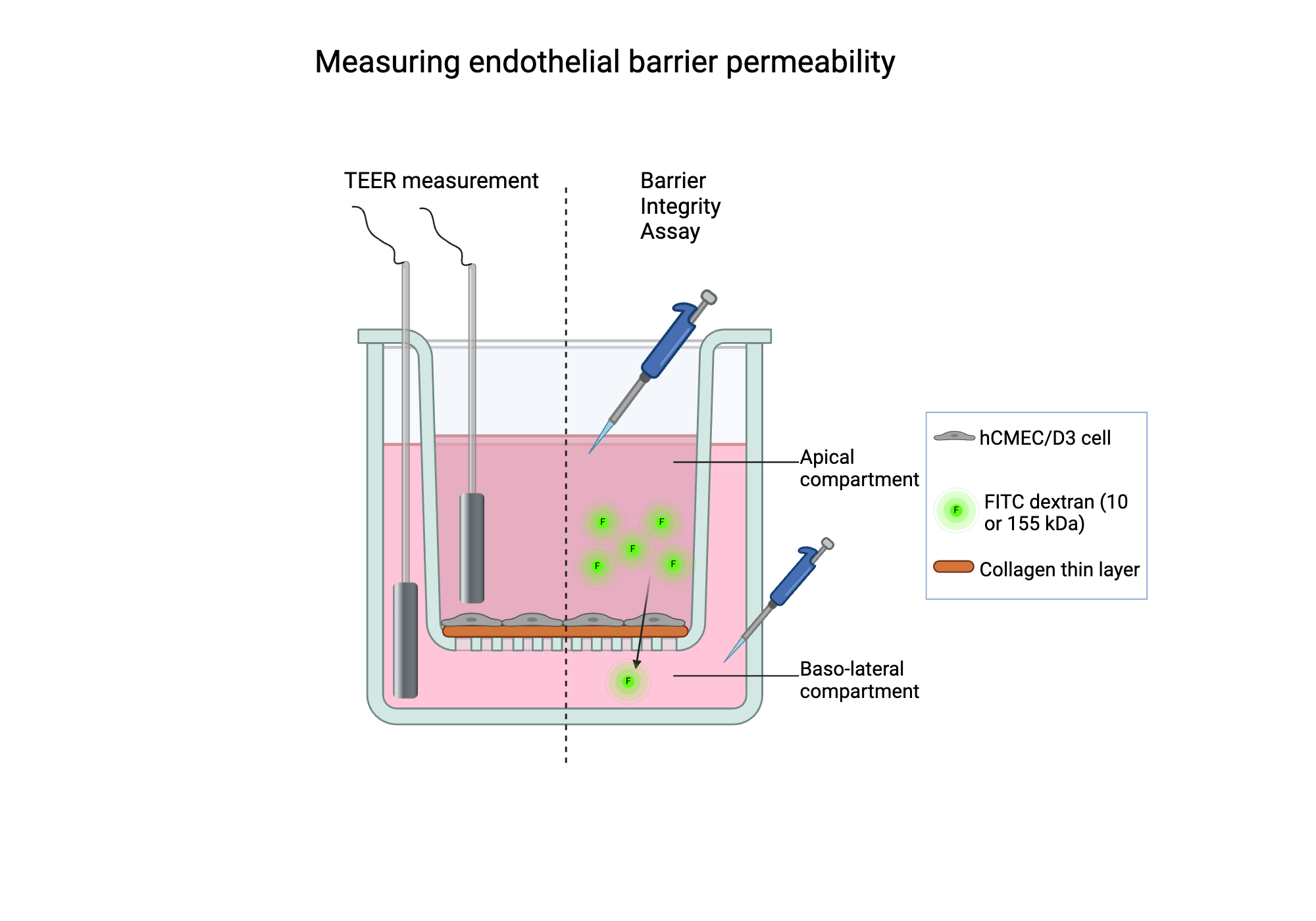 Measuring endothelial barrier permeability | BioRender Science Templates