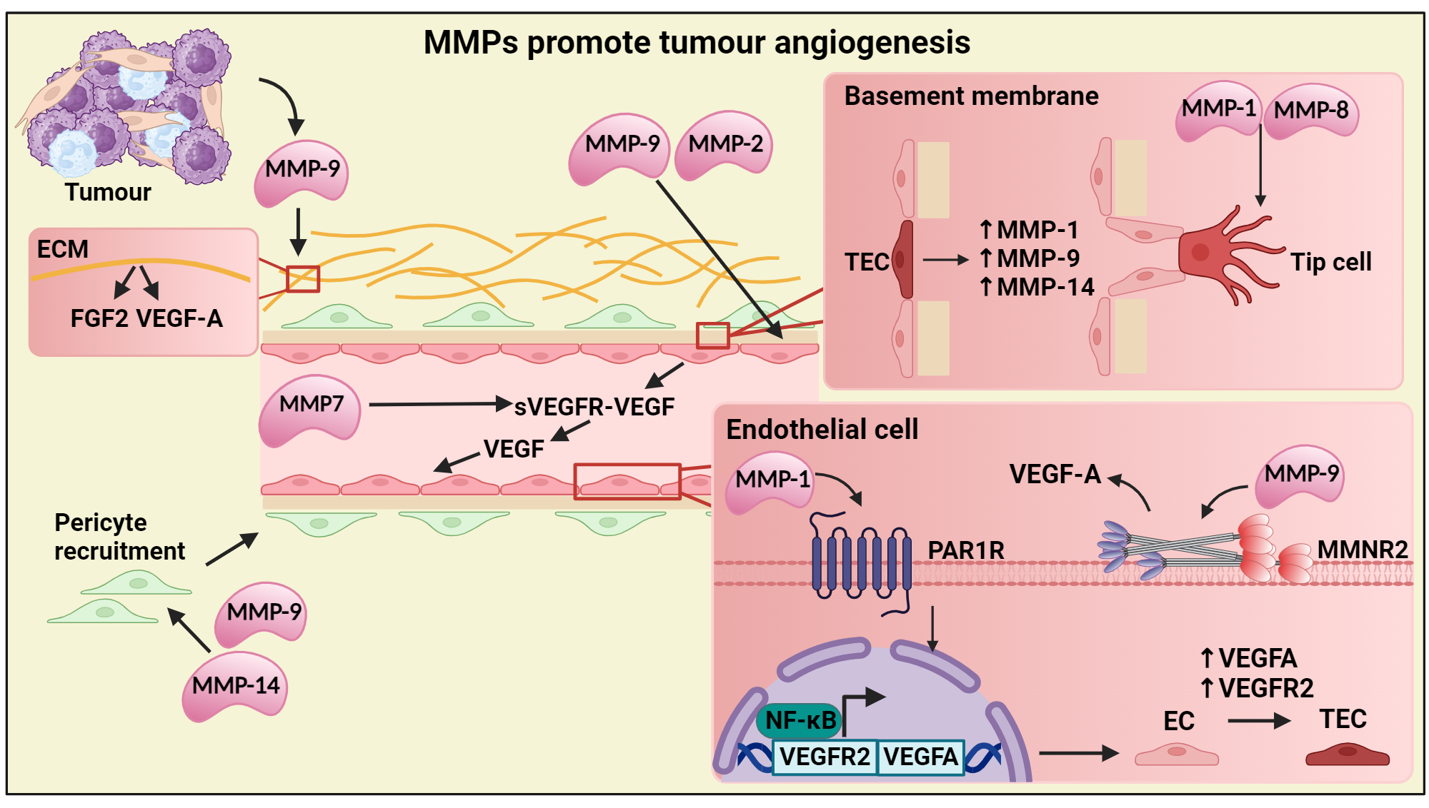 The role of matrix metalloproteases in tumour angiogenesis. | BioRender ...