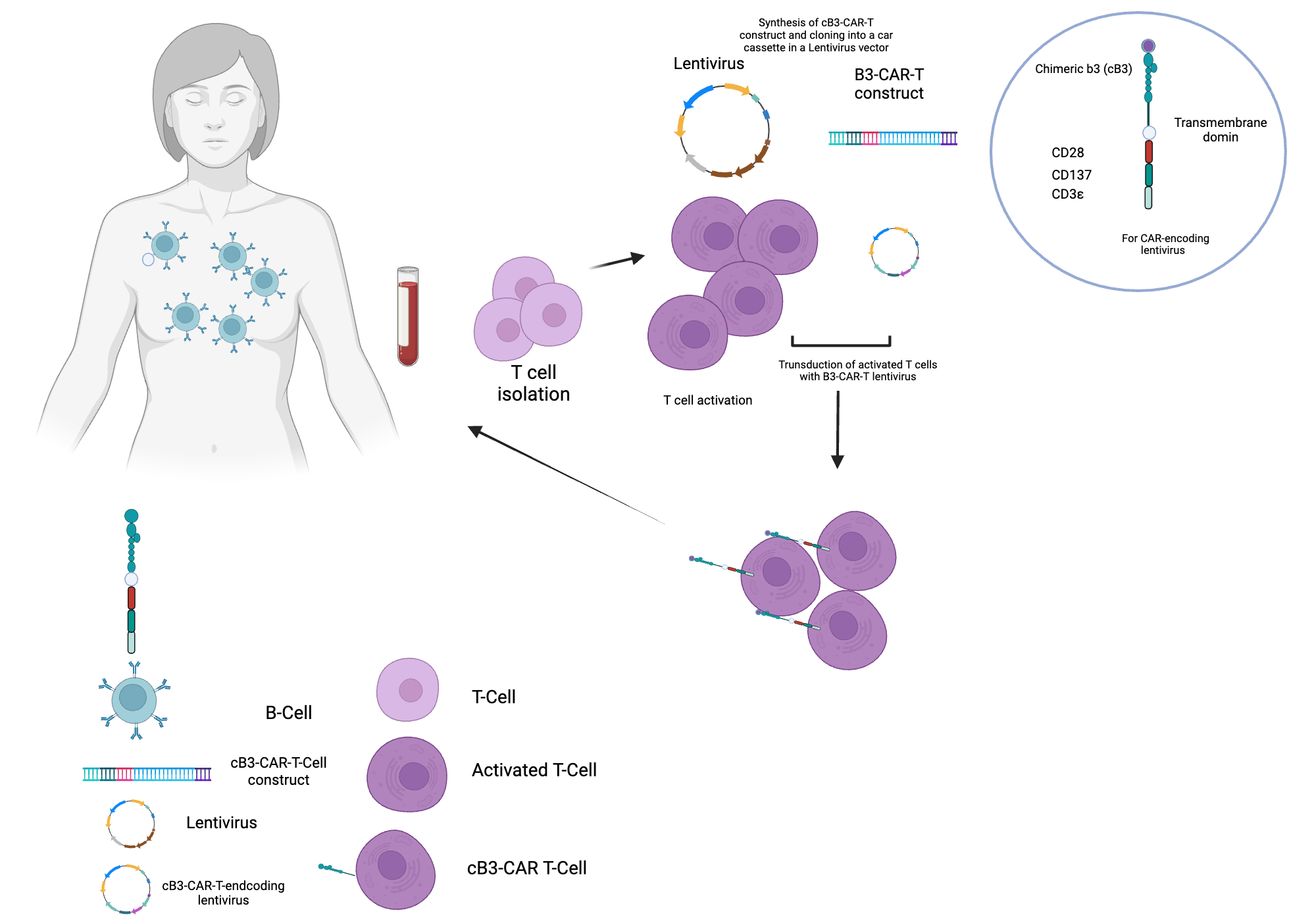 CAR T-cells | BioRender Science Templates