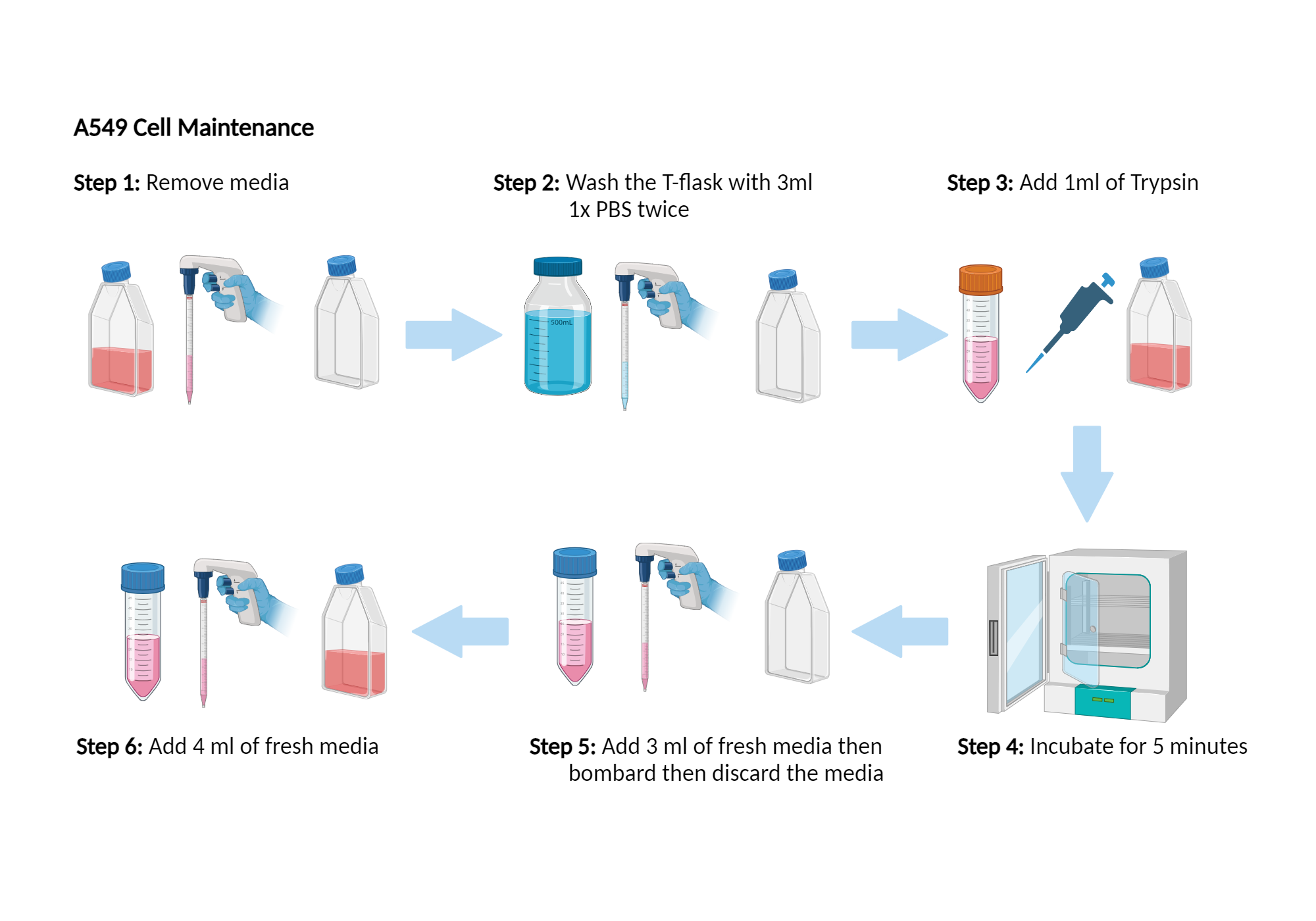 A549 cancer cell line maintenance | BioRender Science Templates A549 cancer cell line maintenance | BioRender Science Templates