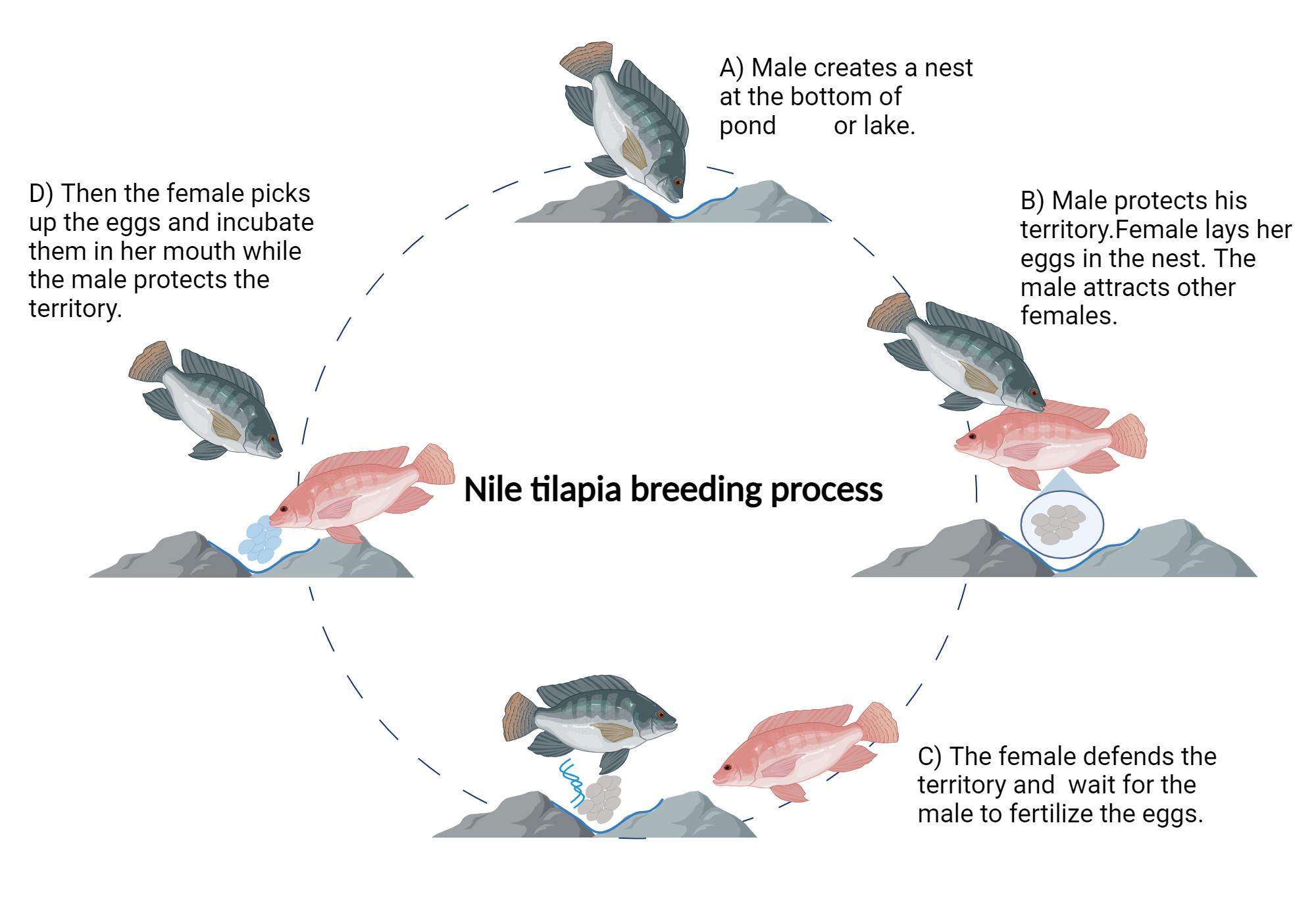 Nile tilapia breeding process | BioRender Science Templates