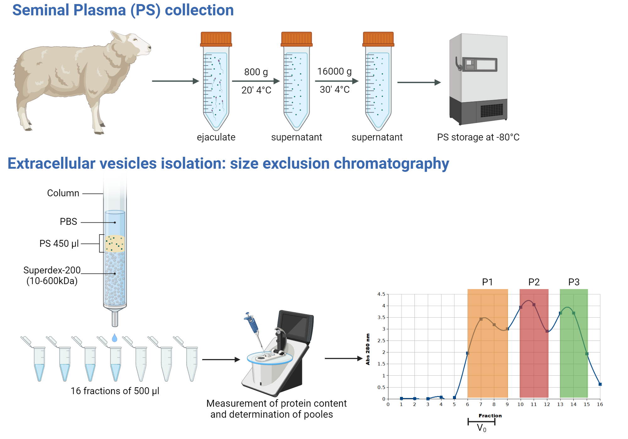 Isolation of extracellular vesicles by size exclusion chromatography ...