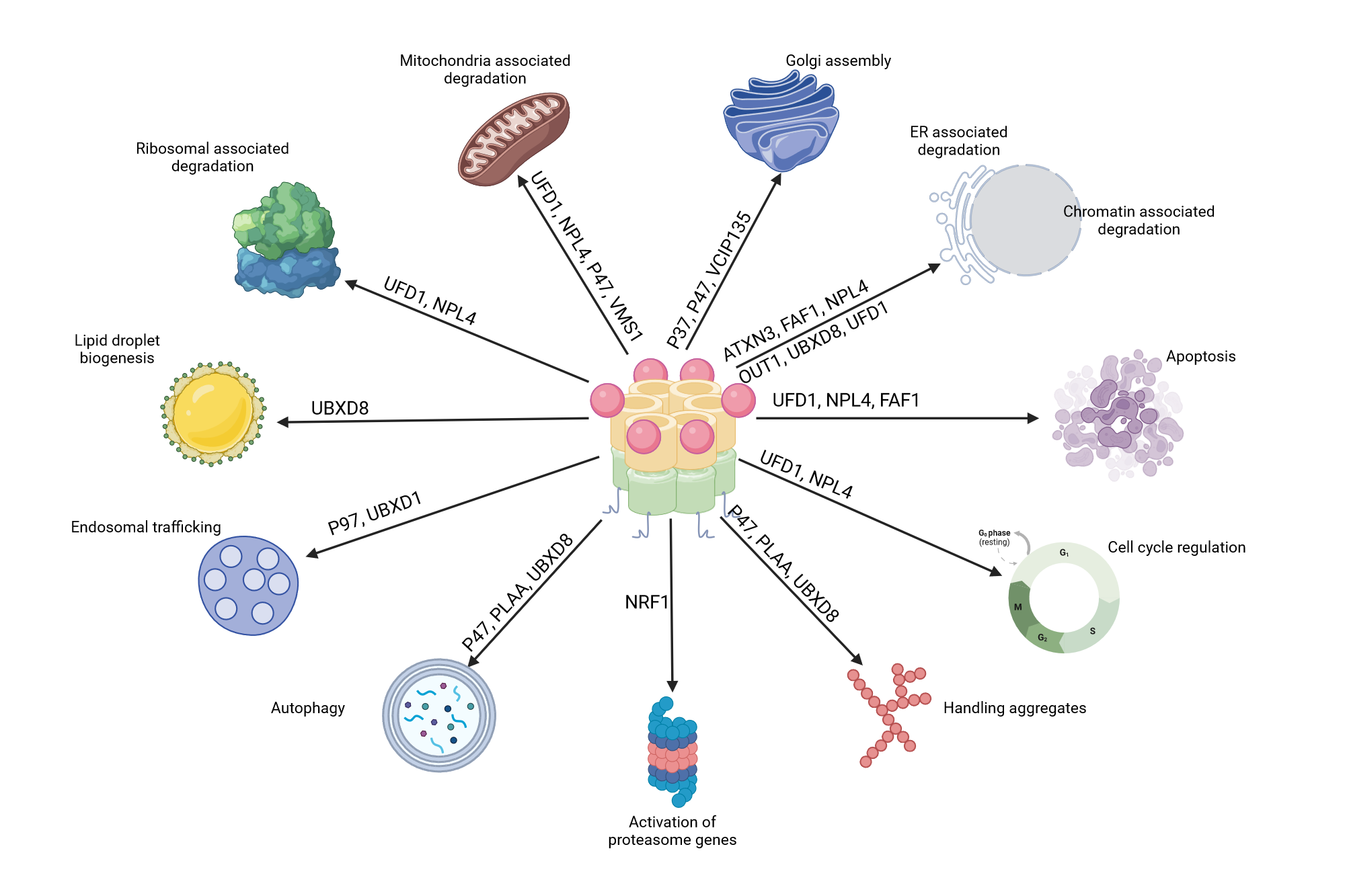 Functional roles of p97/VCP | BioRender Science Templates