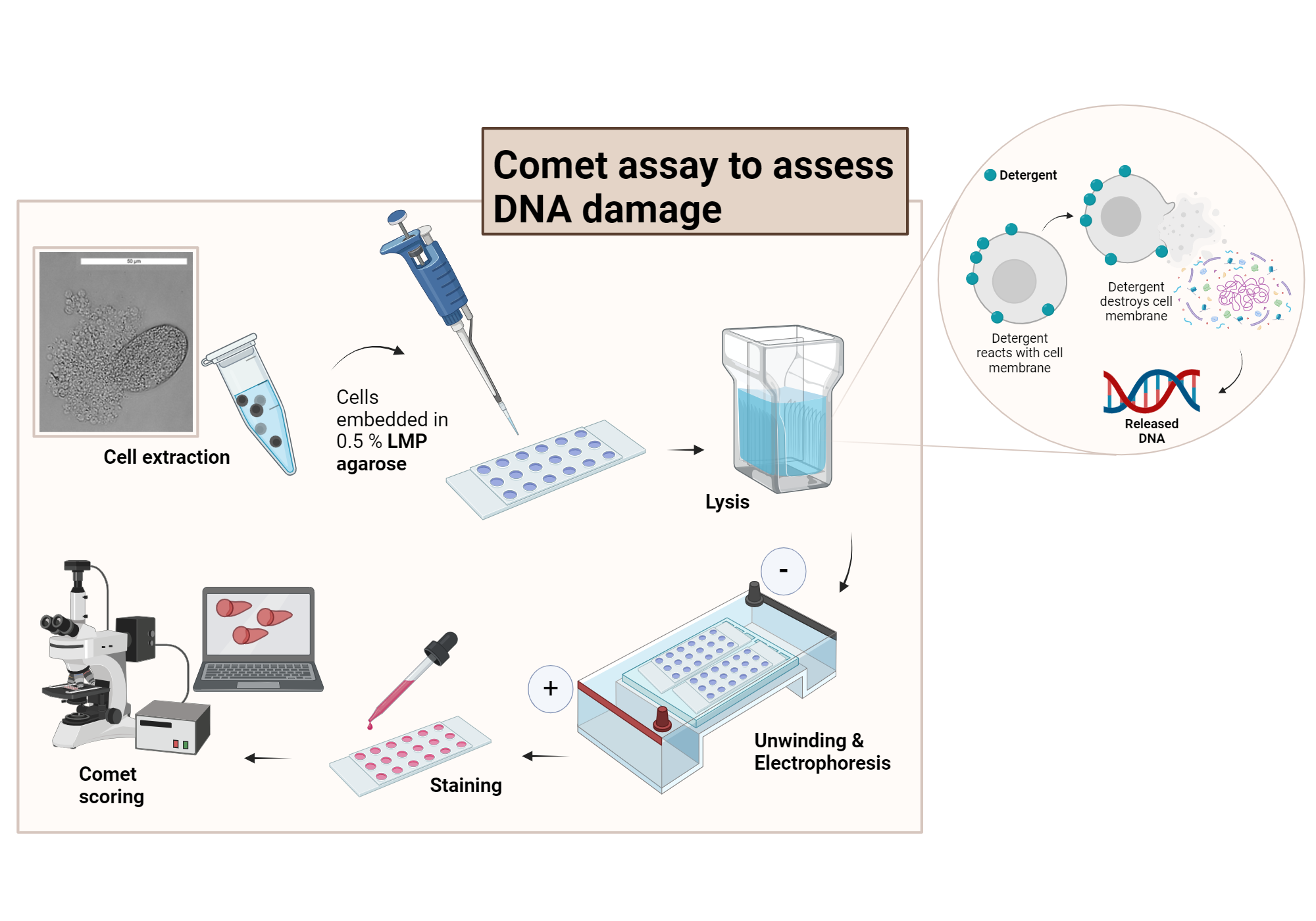 Comet assay for DNA damage assessment | BioRender Science Templates